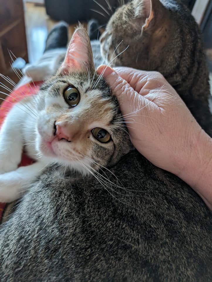 Cat for adoption - Ciara, a Domestic Short Hair in Spencerville, ON ...