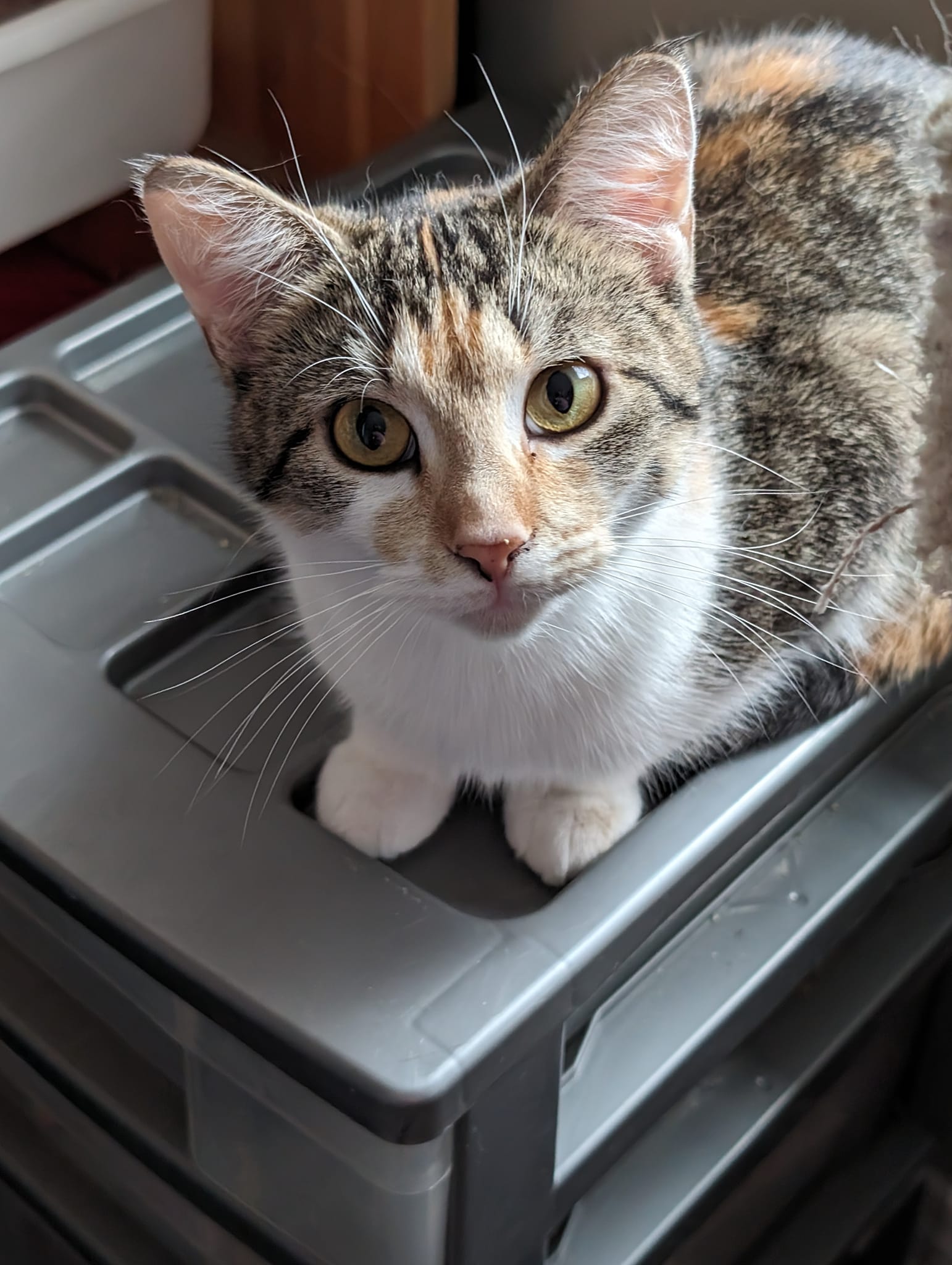 Cat for adoption - Ciara, a Domestic Short Hair in Spencerville, ON ...