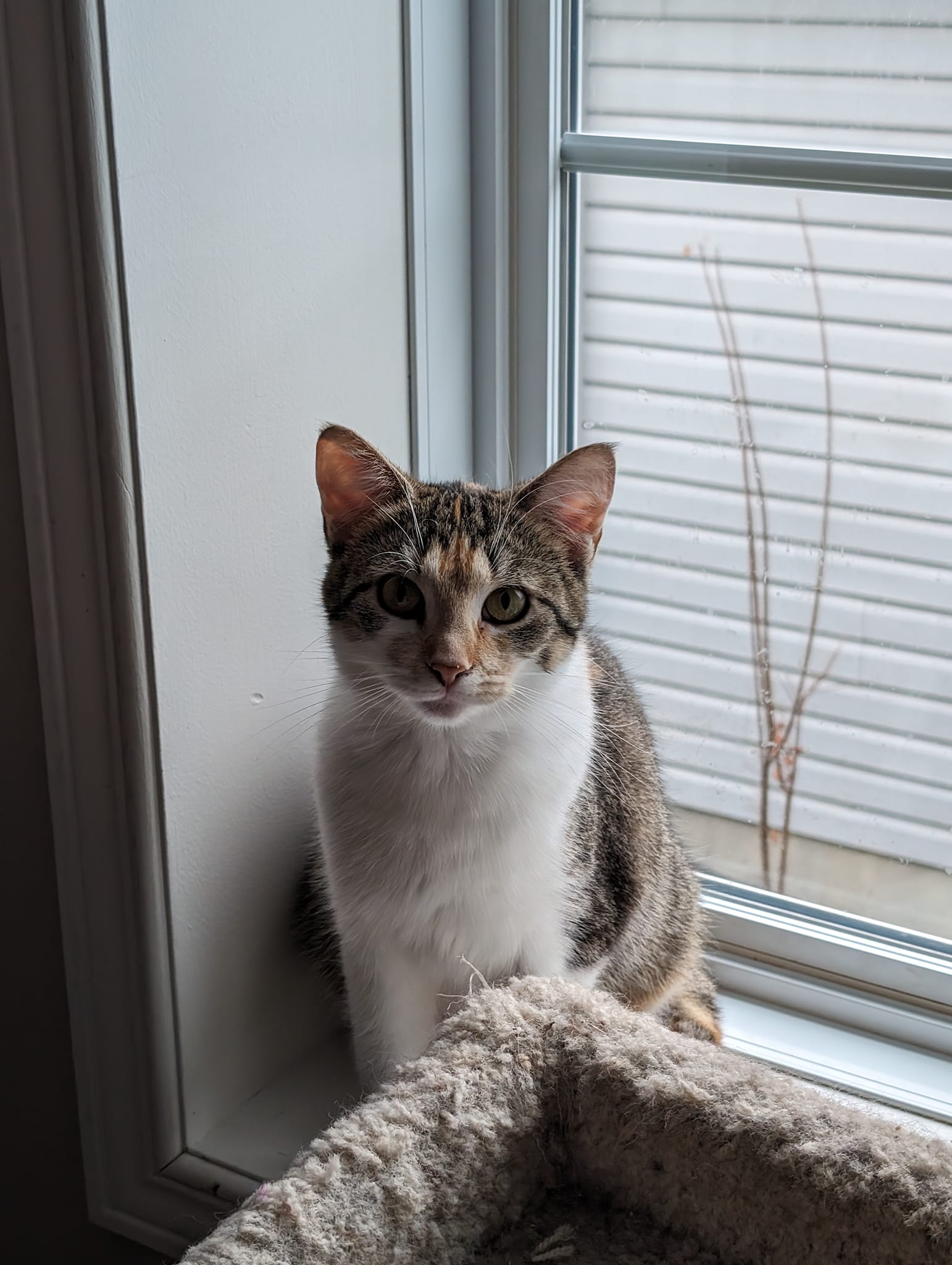 Cat for adoption - Ciara, a Domestic Short Hair in Spencerville, ON ...