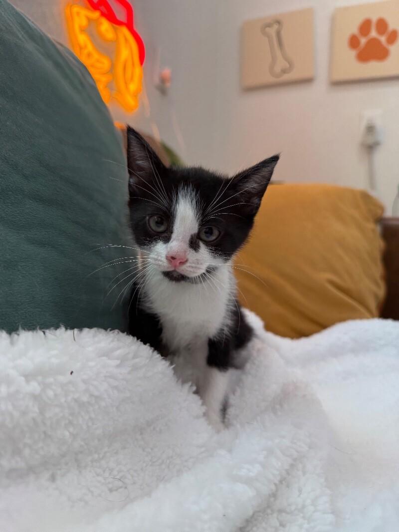 Cat for adoption - Mac 'N" Cheese Hart, a Tabby Mix in Rockford, IL ...