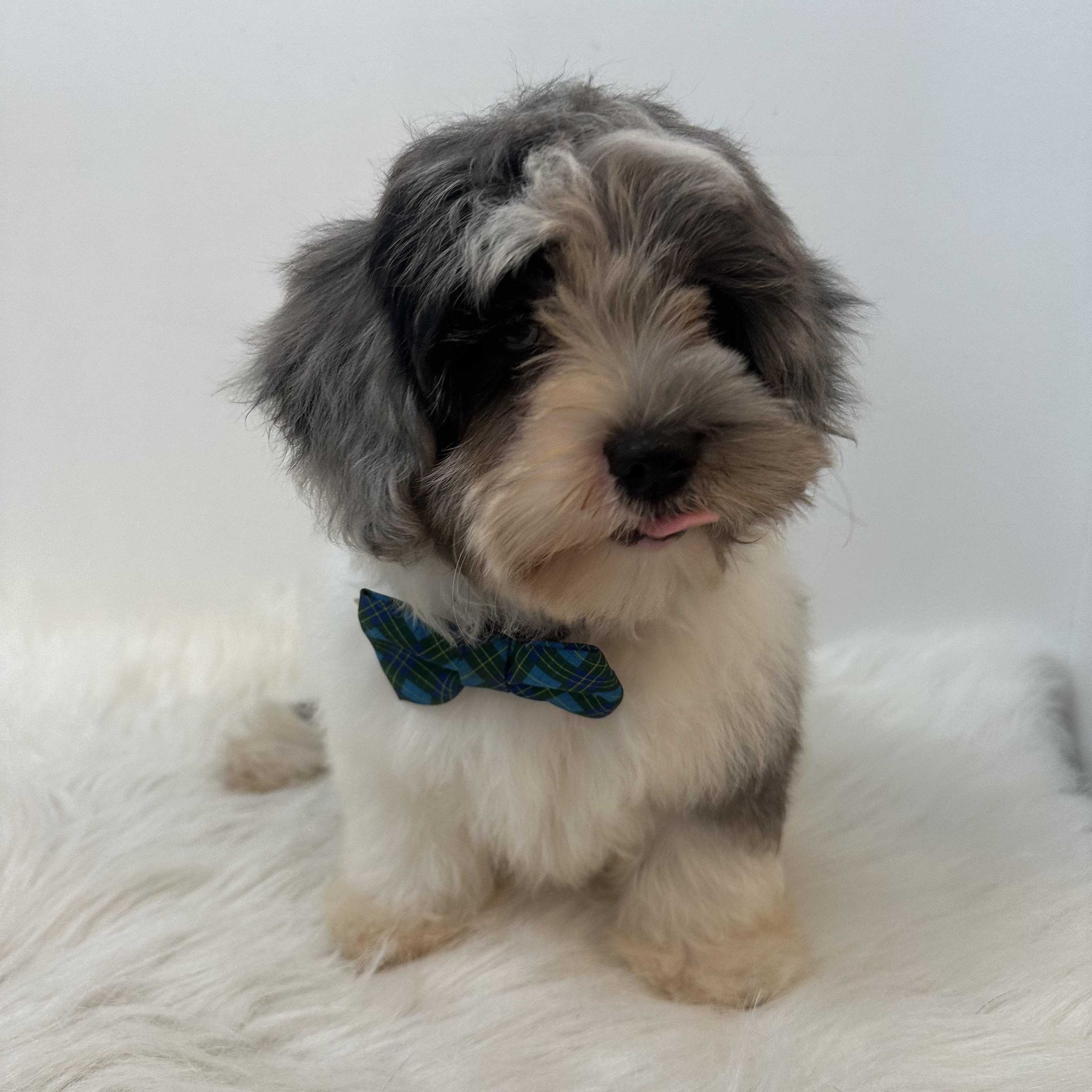 Dog for adoption - William, a Shih poo in Wrightstown, NJ | Petfinder