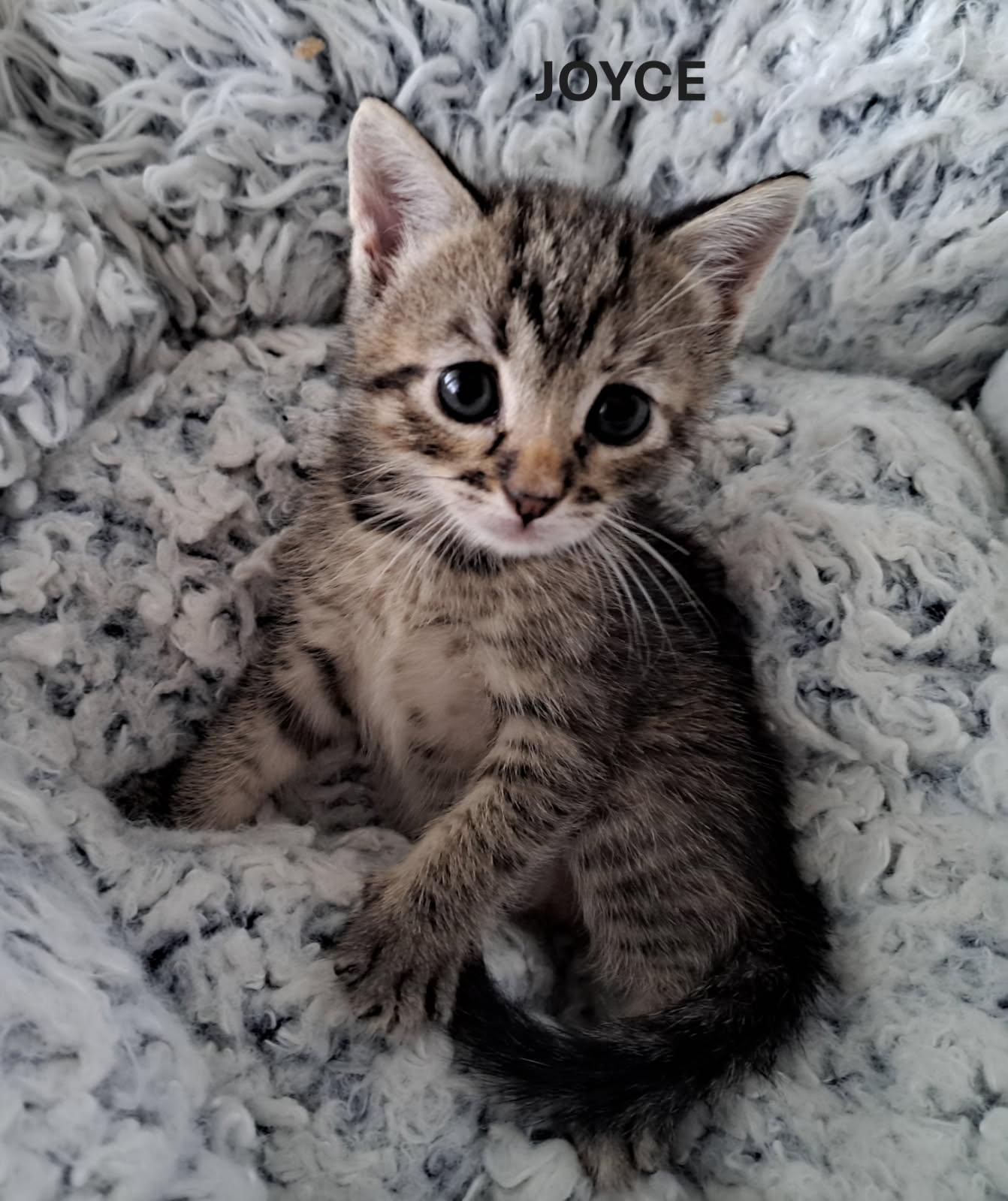 Cat for adoption - Joyce - THE J CREW, a Domestic Short Hair in ...