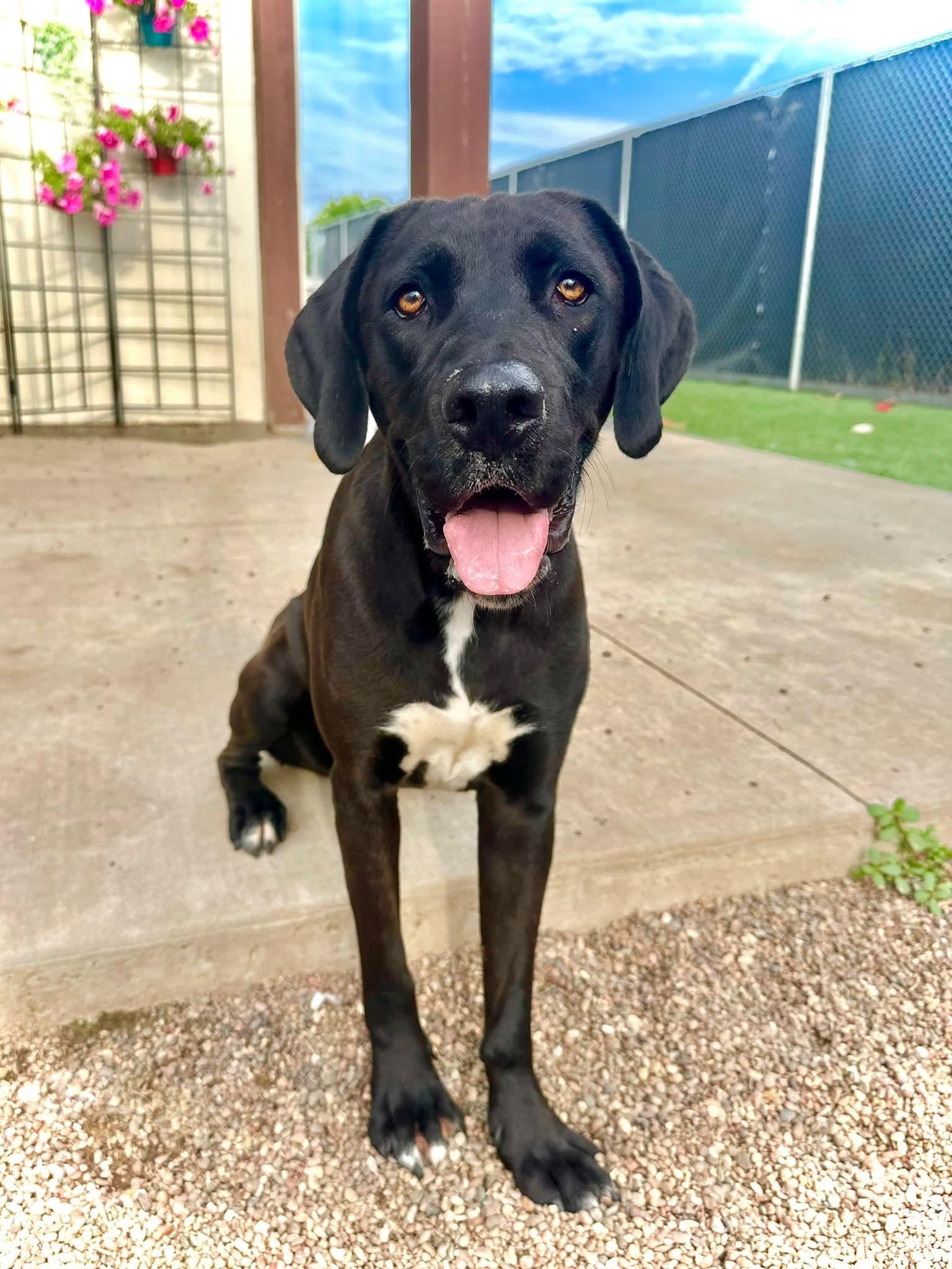 Dog for adoption - Bonnie, a Black Labrador Retriever & Hound Mix in ...