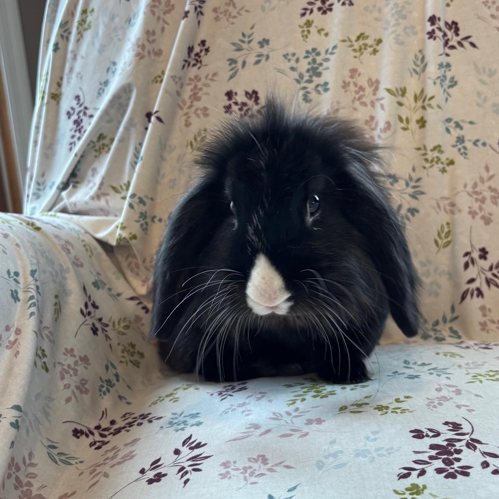 Rabbit for adoption - Kofi, a Mini Lop & Lionhead Mix in Forest Hills ...