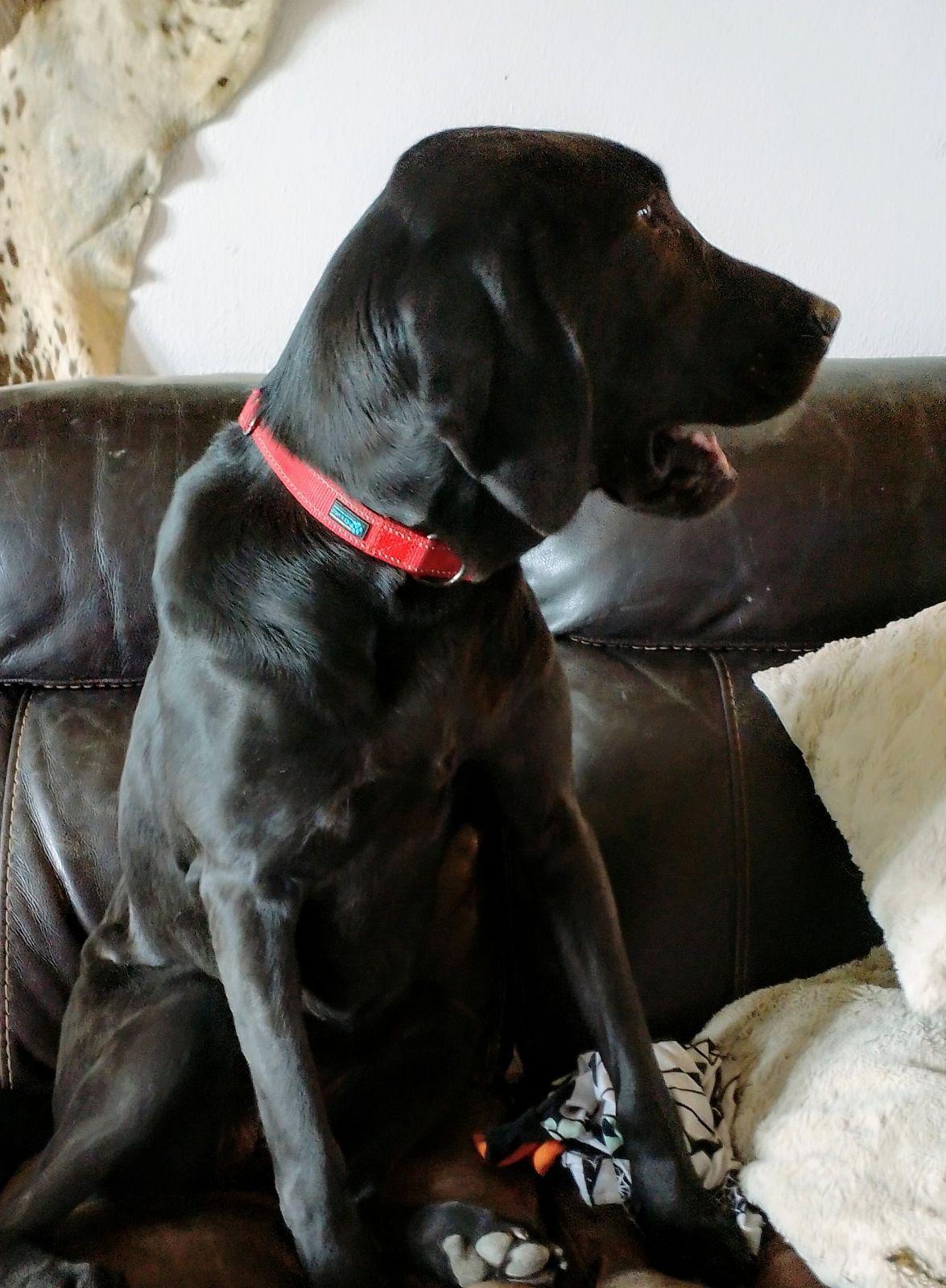 Dog for adoption - River, a Bloodhound & Black Labrador Retriever Mix ...