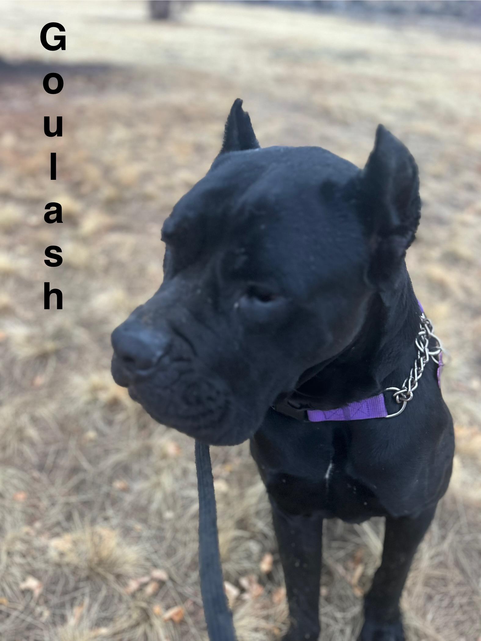 Dog for adoption - Goulash, a Cane Corso in Newbury , OH | Petfinder
