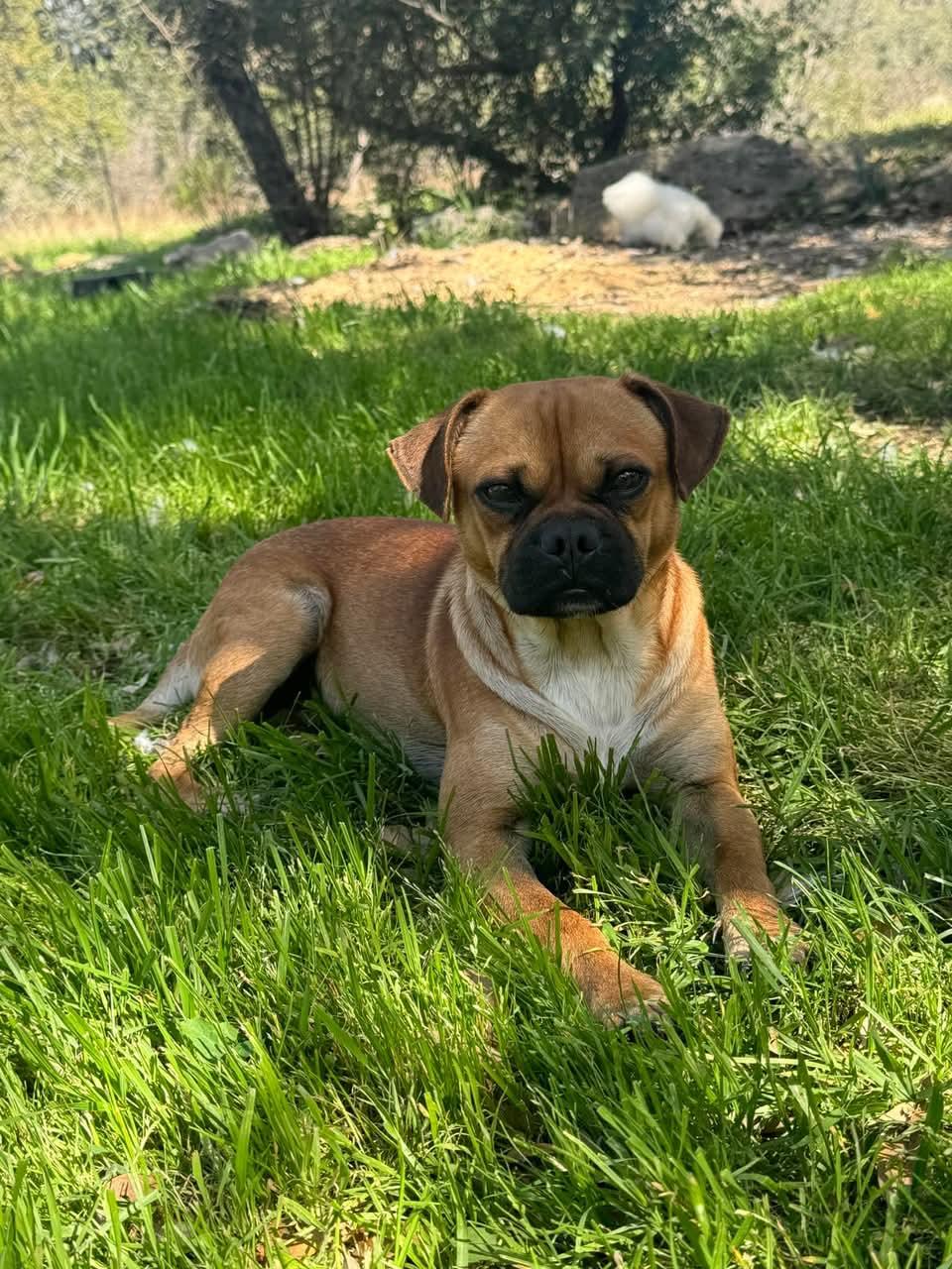 Dog for adoption - Zeus the puggle, a Pug & Beagle Mix in Portland, OR ...