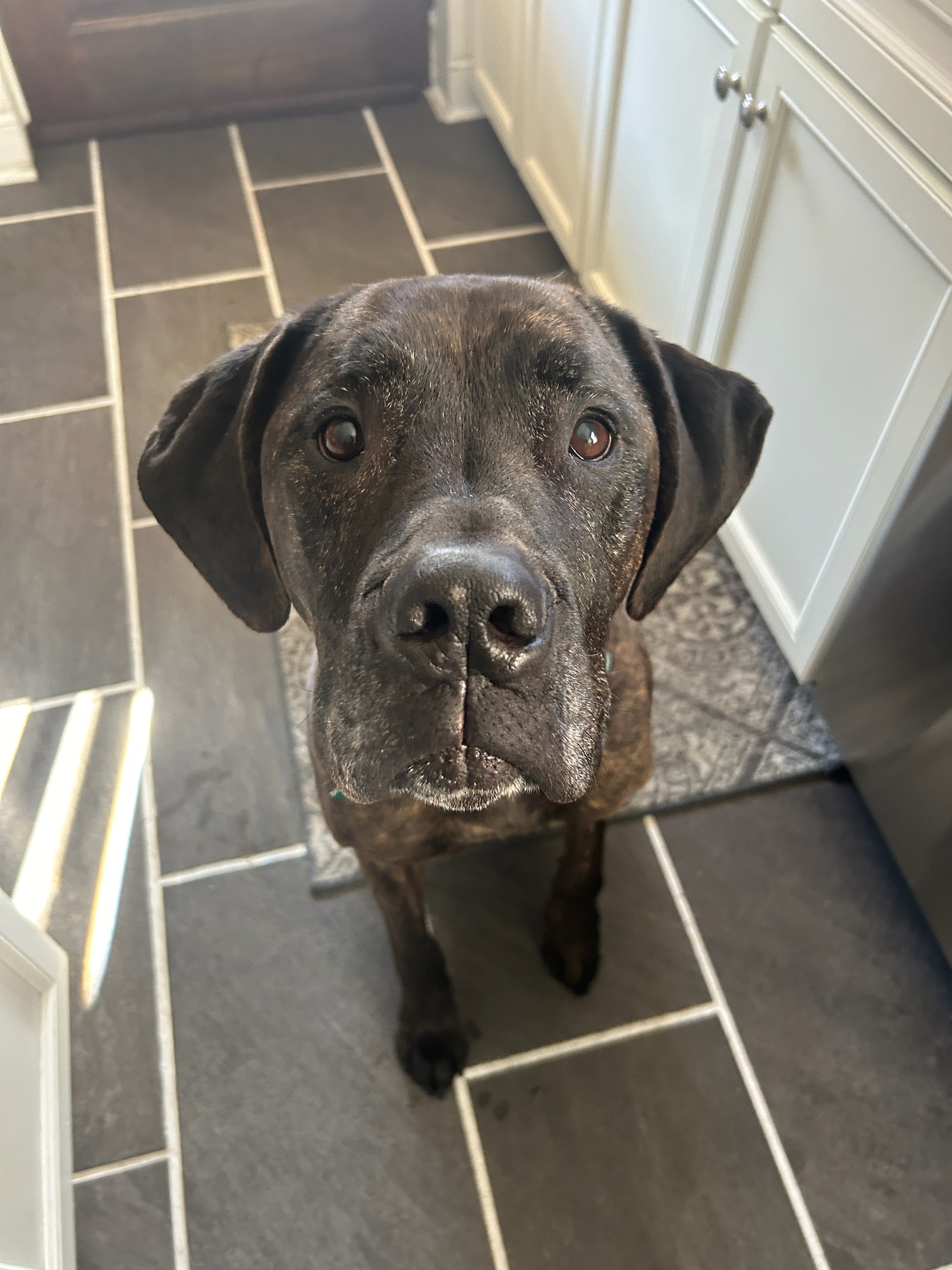 Dog for adoption - Rollo, a Cane Corso in Fort Thomas, KY | Petfinder