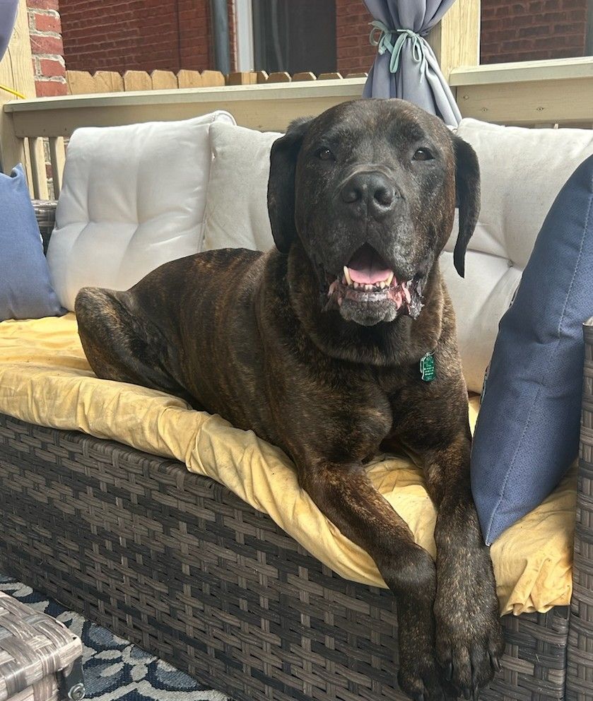 Dog for adoption - Rollo, a Cane Corso in Fort Thomas, KY | Petfinder