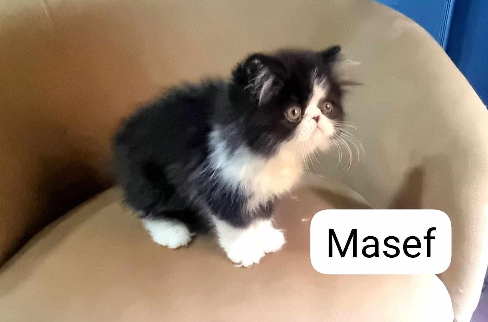 Cat for adoption - Masef, a Persian in Old Bridge, NJ | Petfinder