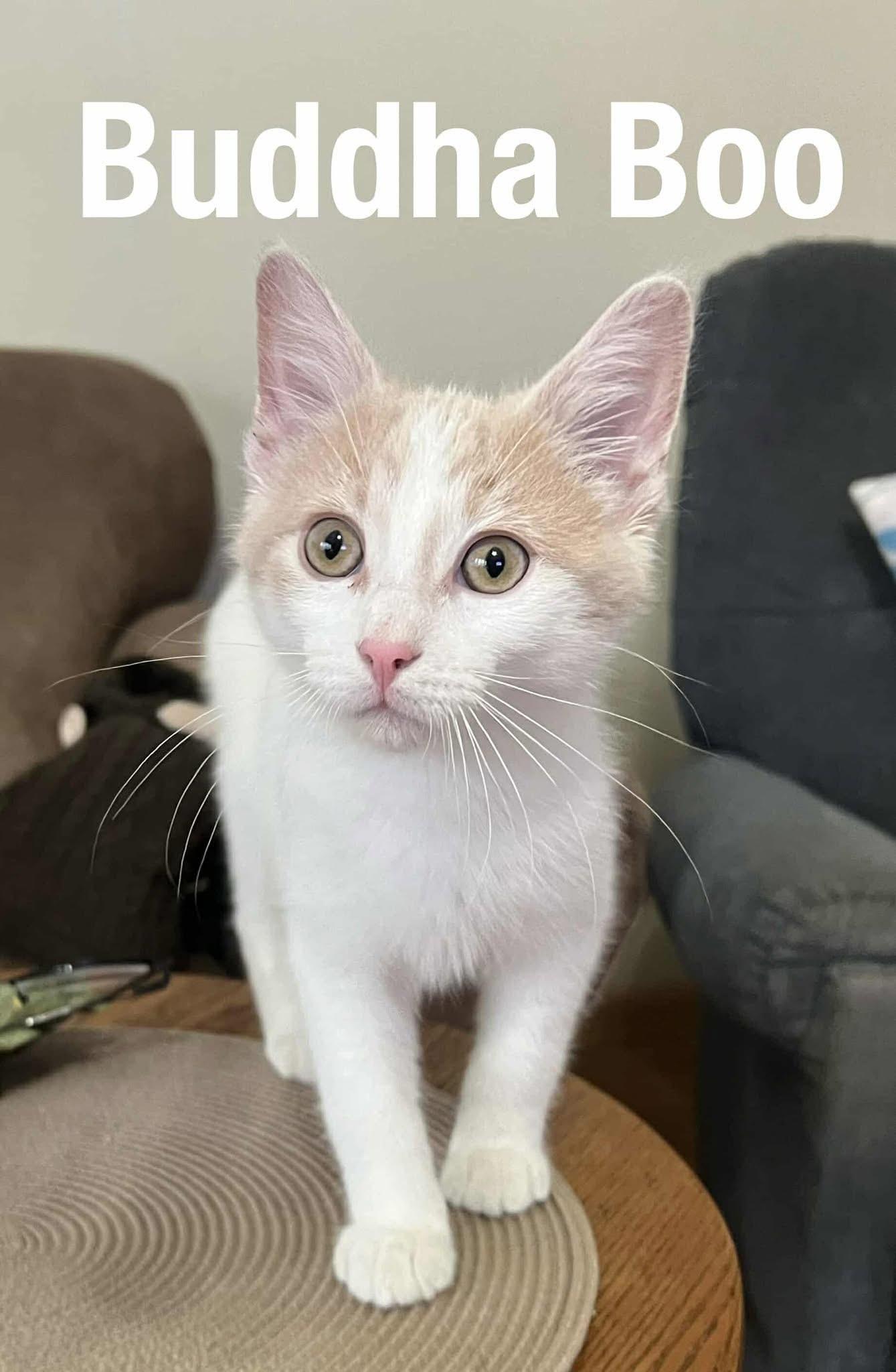 Cat for adoption - Buddha Boo, a Domestic Short Hair in Proctor, MN ...