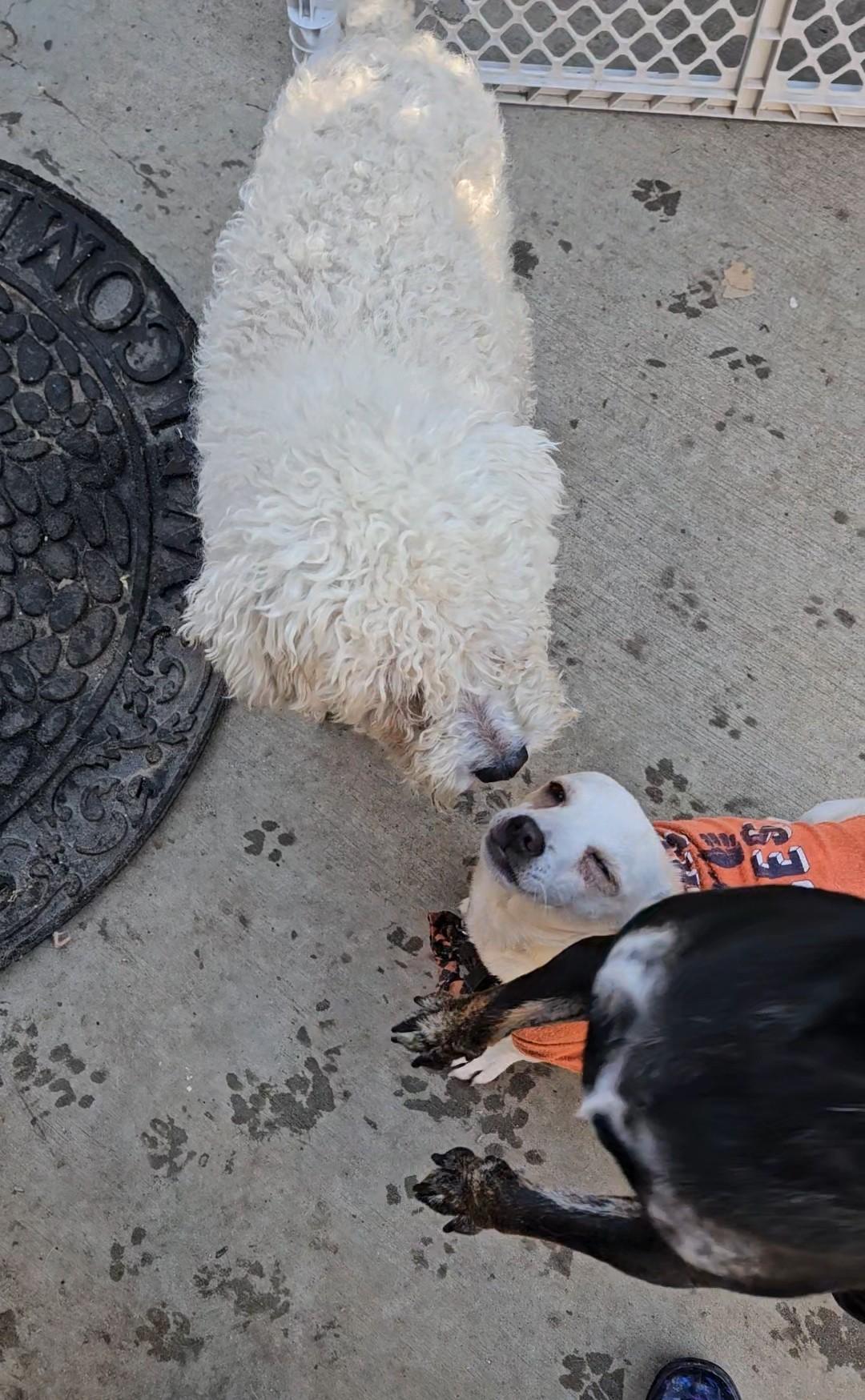 Dog for adoption - Lucky Eric Charm!!, a Poodle (Toy) in Manhattan Beach, CA | Petfinder