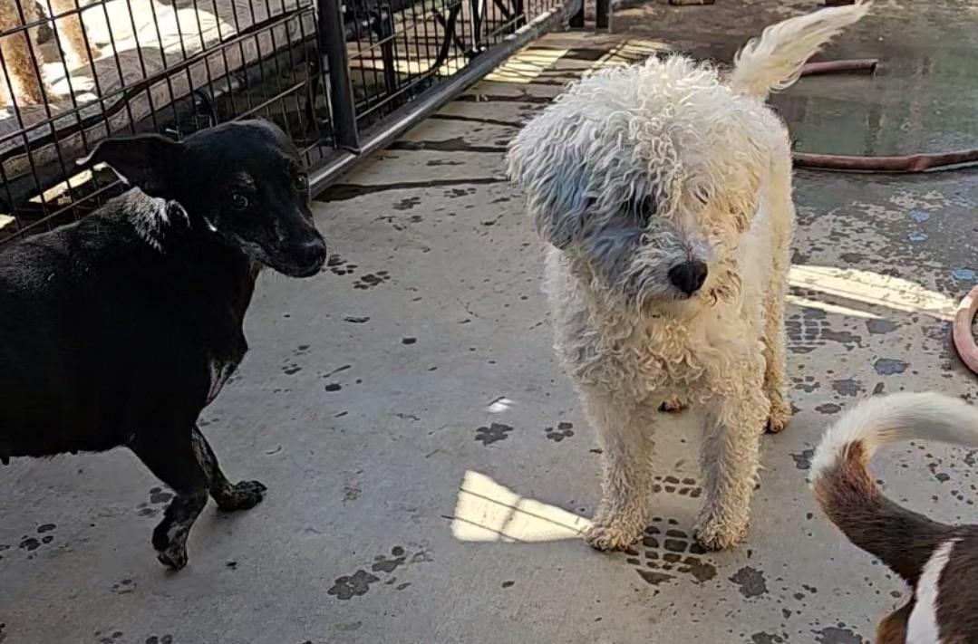 Dog for adoption - Lucky Eric Charm!!, a Poodle (Toy) in Manhattan Beach, CA | Petfinder