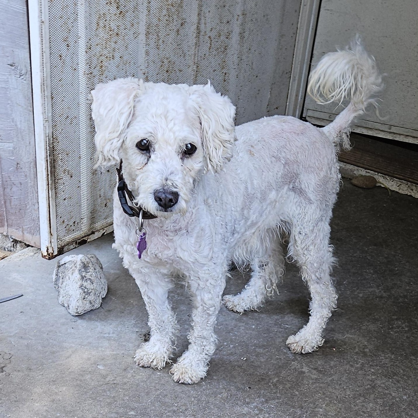 Dog for adoption - Lucky Eric Charm!!, a Poodle (Toy) in Manhattan ...