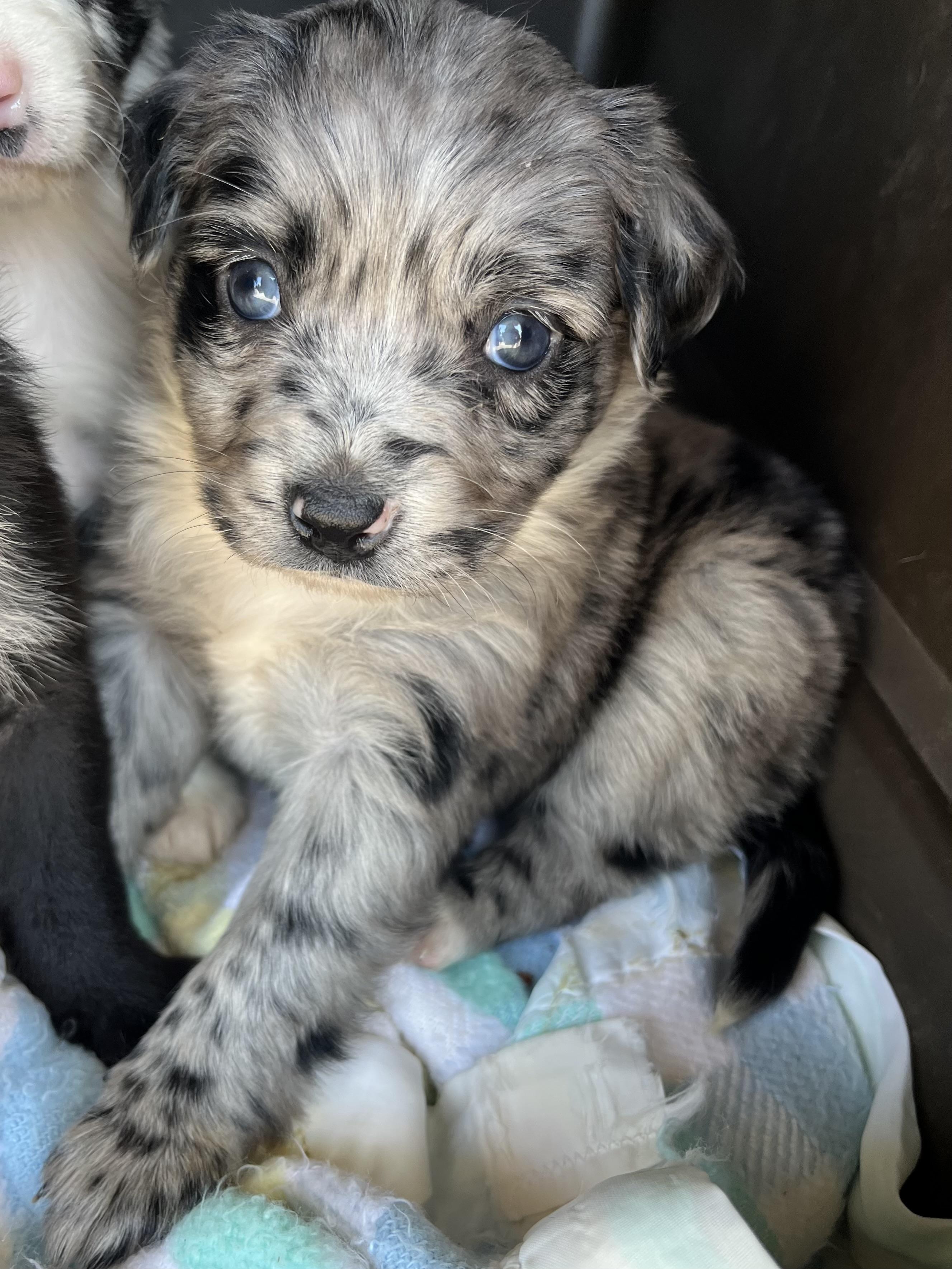 Dog for adoption - Kalli, an Australian Shepherd Mix in Jacksonville ...