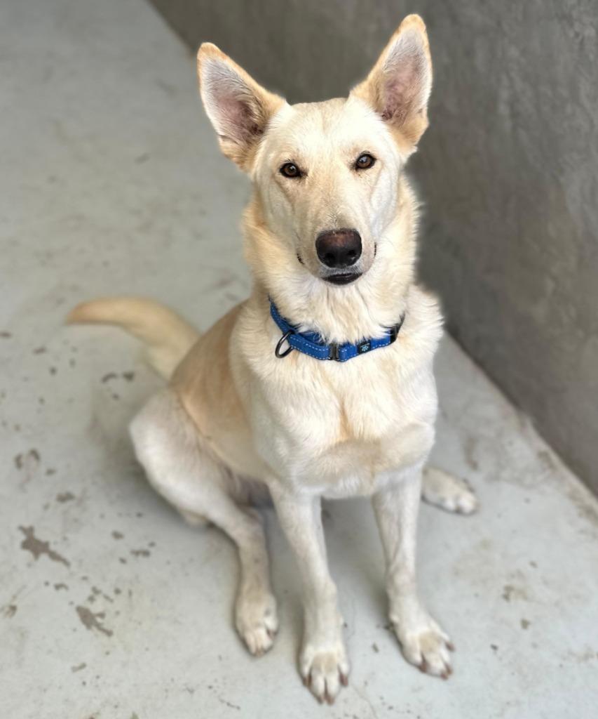 Dog for adoption - Super Nova, a Mixed Breed in Sidney, BC | Petfinder