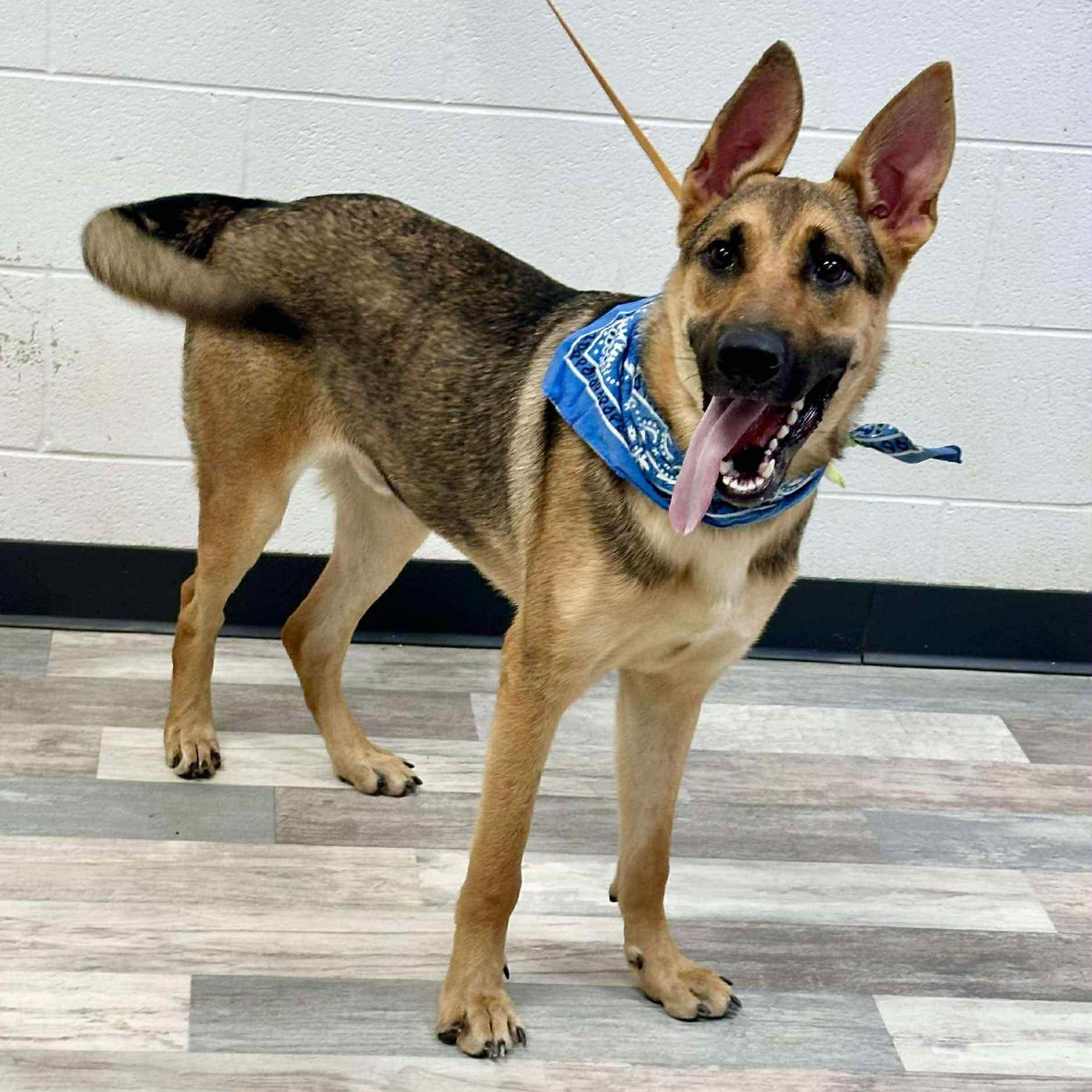 Dog for adoption - Beaver, a German Shepherd Dog Mix in Greensboro, NC | Petfinder