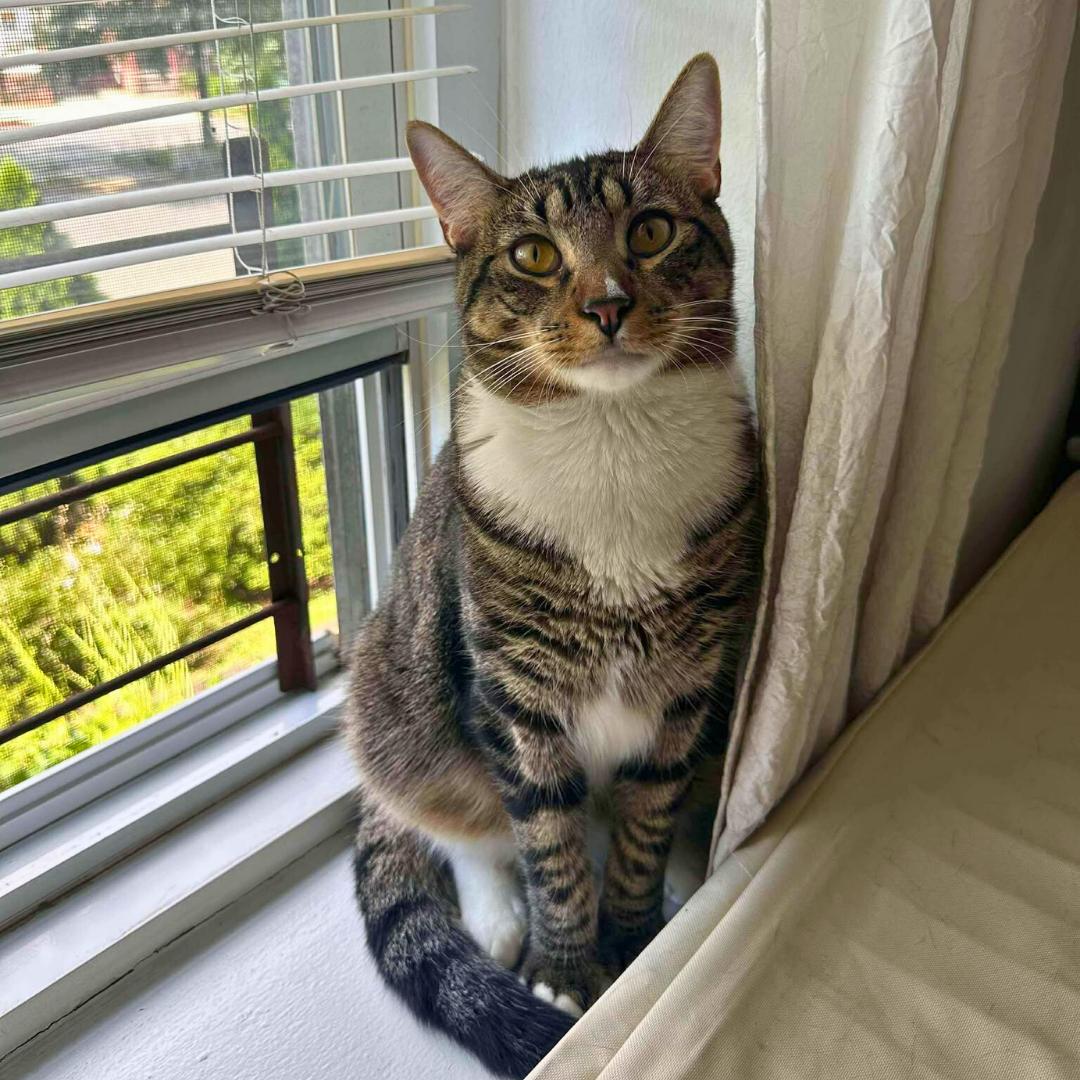 Cat for adoption - Charming Enoki, a Domestic Short Hair in Bronx, NY | Petfinder