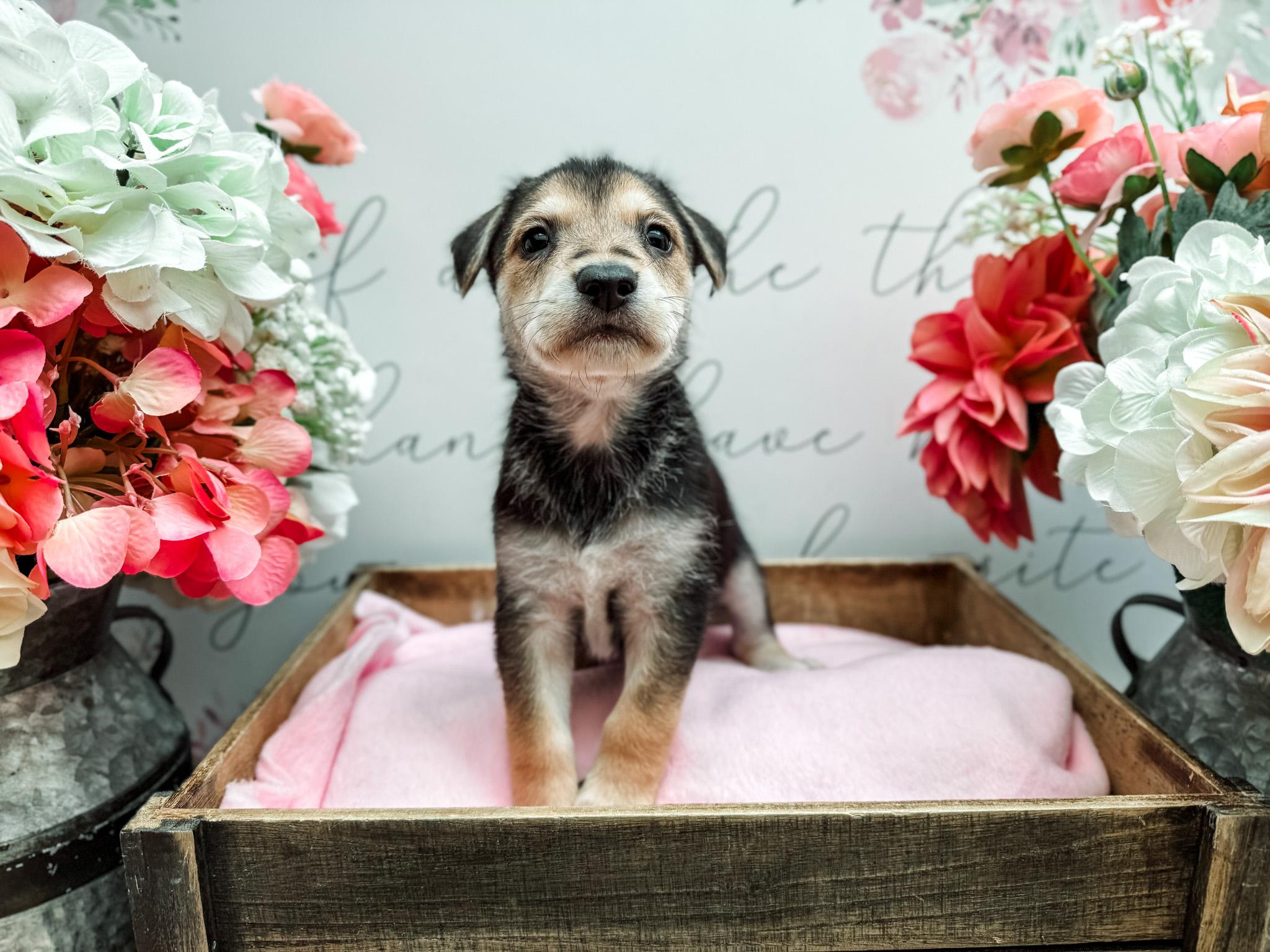 Dog for adoption - James, a Beagle Mix in Newberg, OR | Petfinder