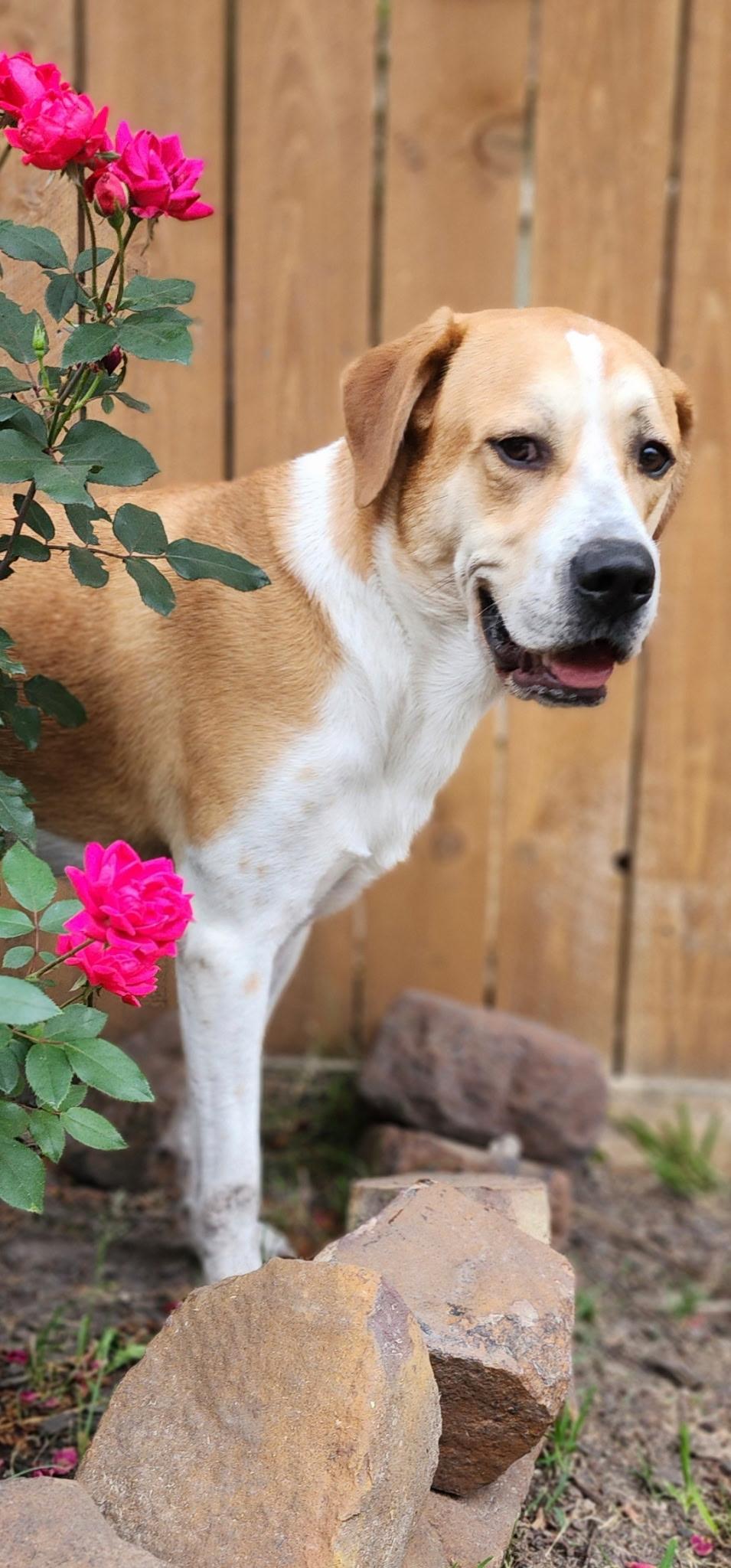 Dog for adoption - Chase, a Labrador Retriever Mix in Aberdeen, SD ...