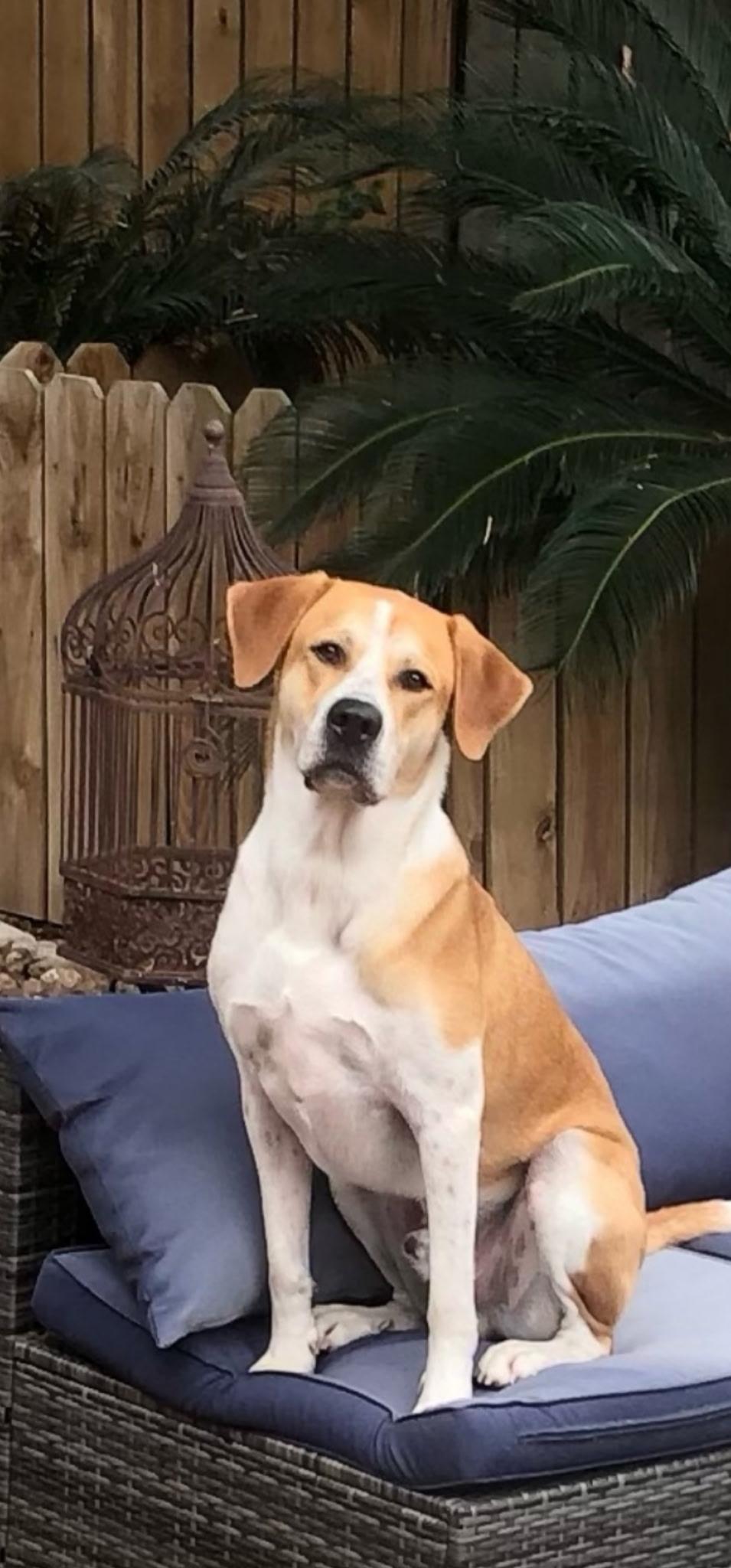 Dog for adoption - Chase, a Labrador Retriever Mix in Aberdeen, SD ...