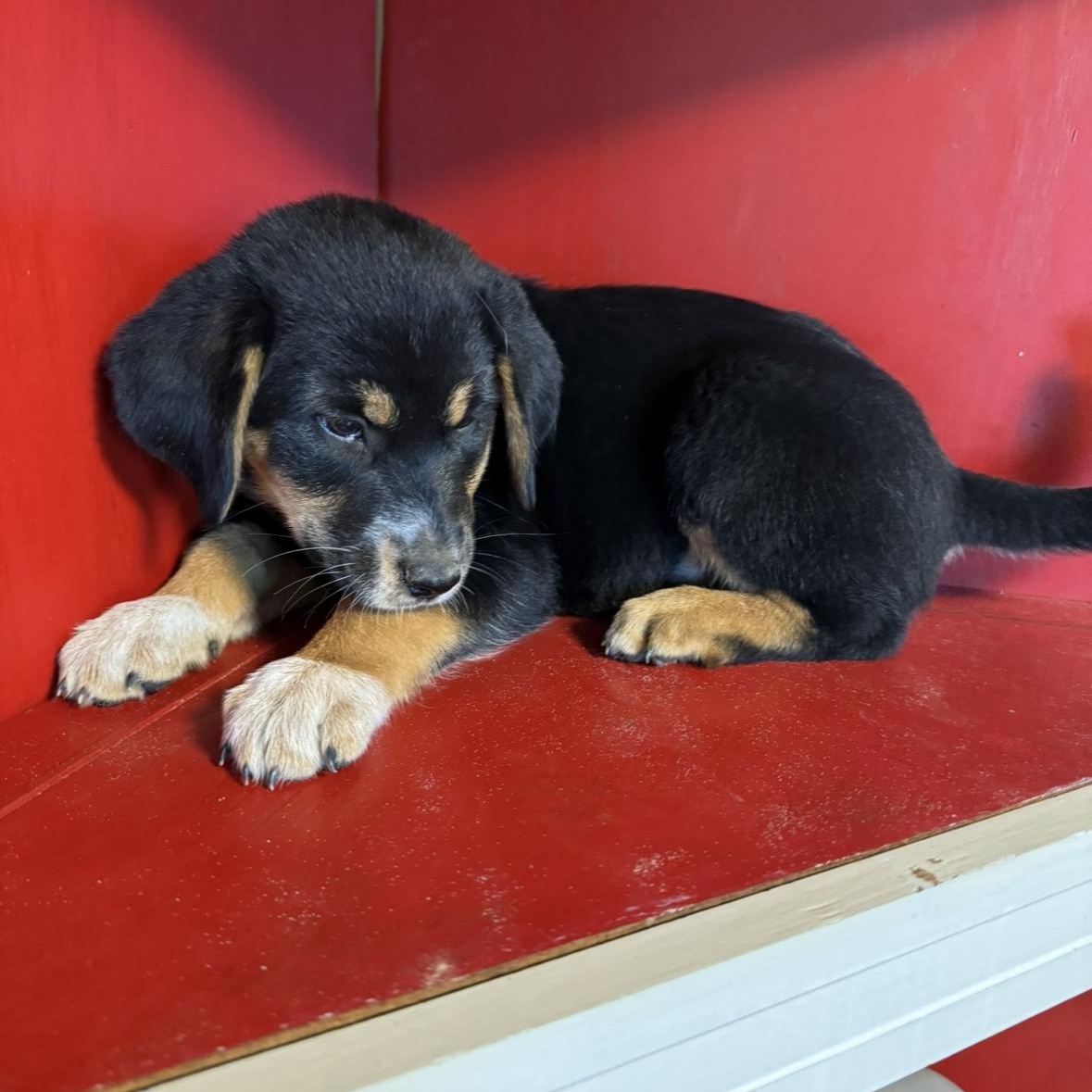 Dog for adoption - Sienna, an Australian Shepherd in Davenport, IA | Petfinder