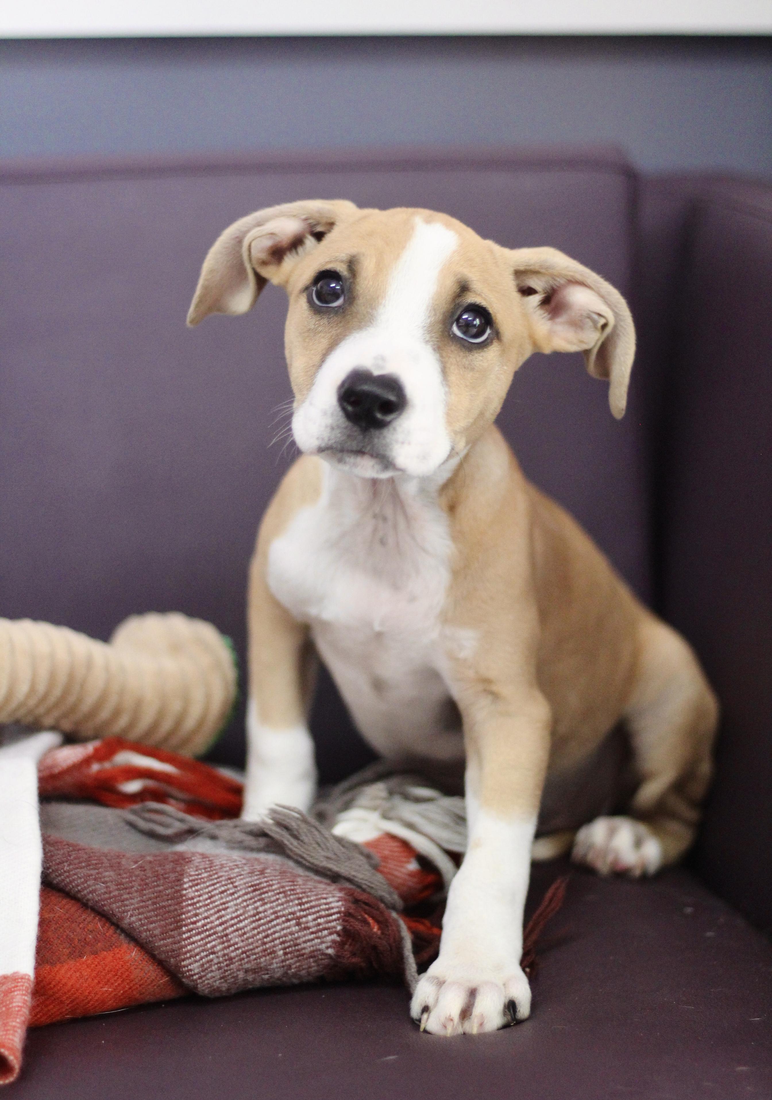 Dog for adoption - Dough in NH! Come Meet our Adoptable Dogs Wednesday ...