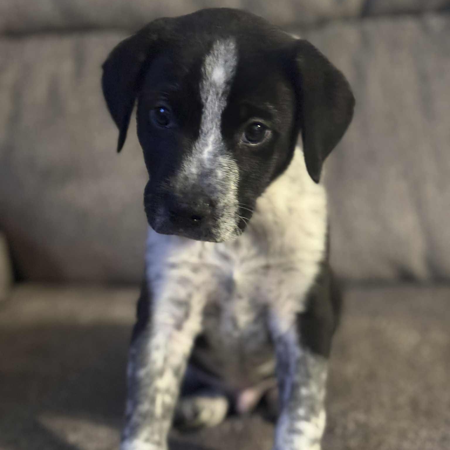 Dog for adoption - Codi, an Australian Cattle Dog / Blue Heeler & Border Collie Mix in ...