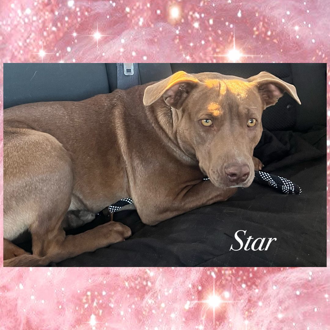 Dog for adoption - Star, a Pit Bull Terrier Mix in Madison, WI | Petfinder