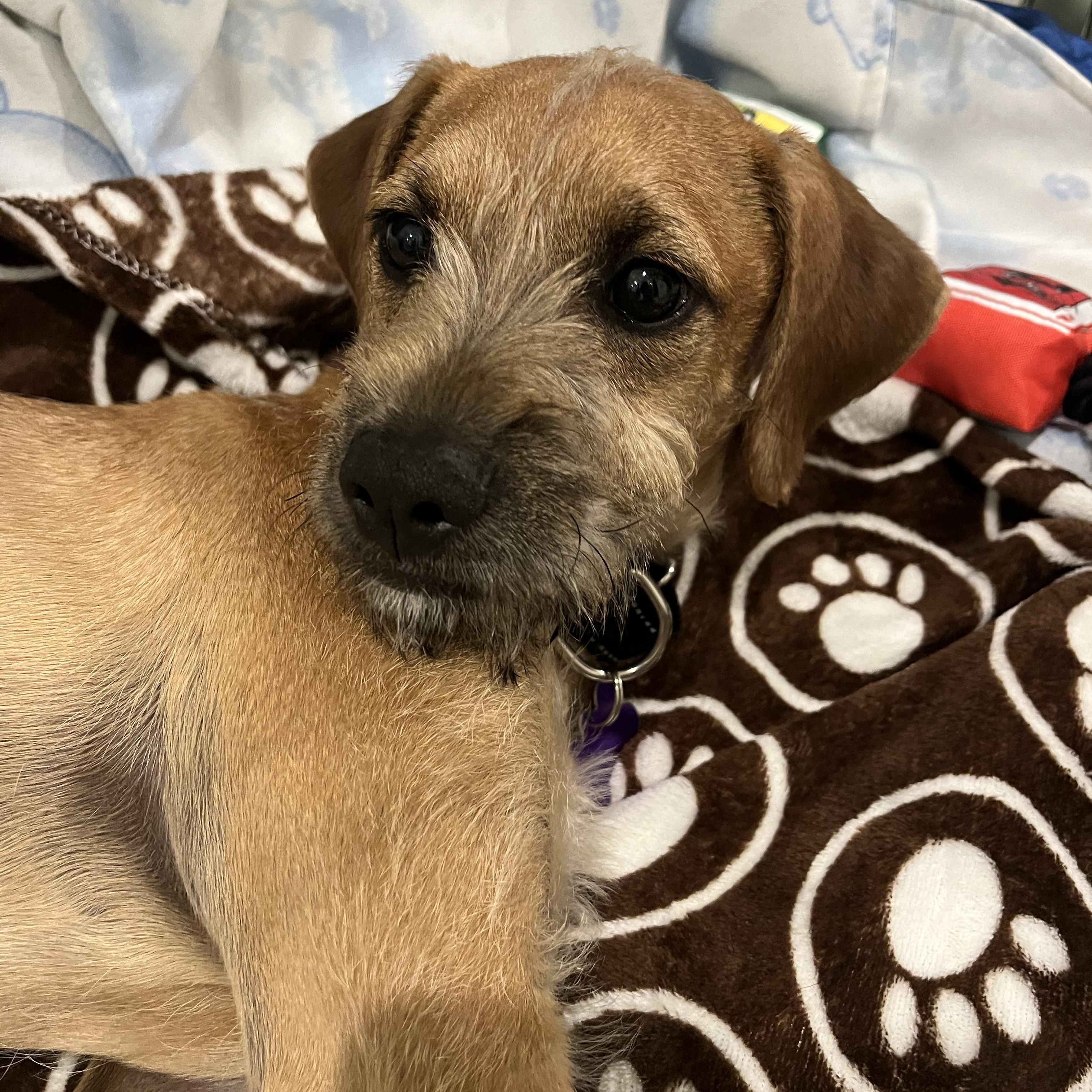 Dog for adoption - SHERLOCK-AKA HOMIE (Adorable, Smart, Happy, Loves ...