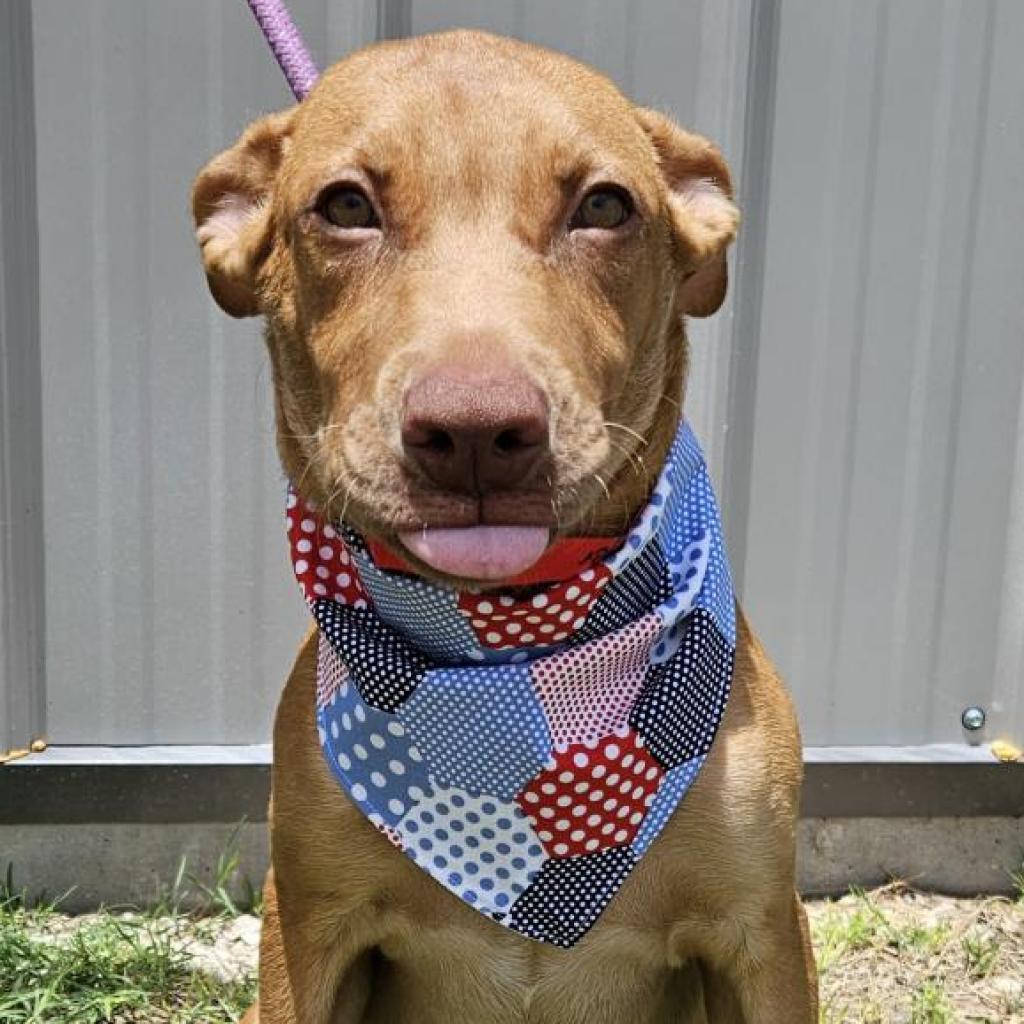 Dog for adoption - Ginger BB*, a Labrador Retriever & Shepherd Mix in ...