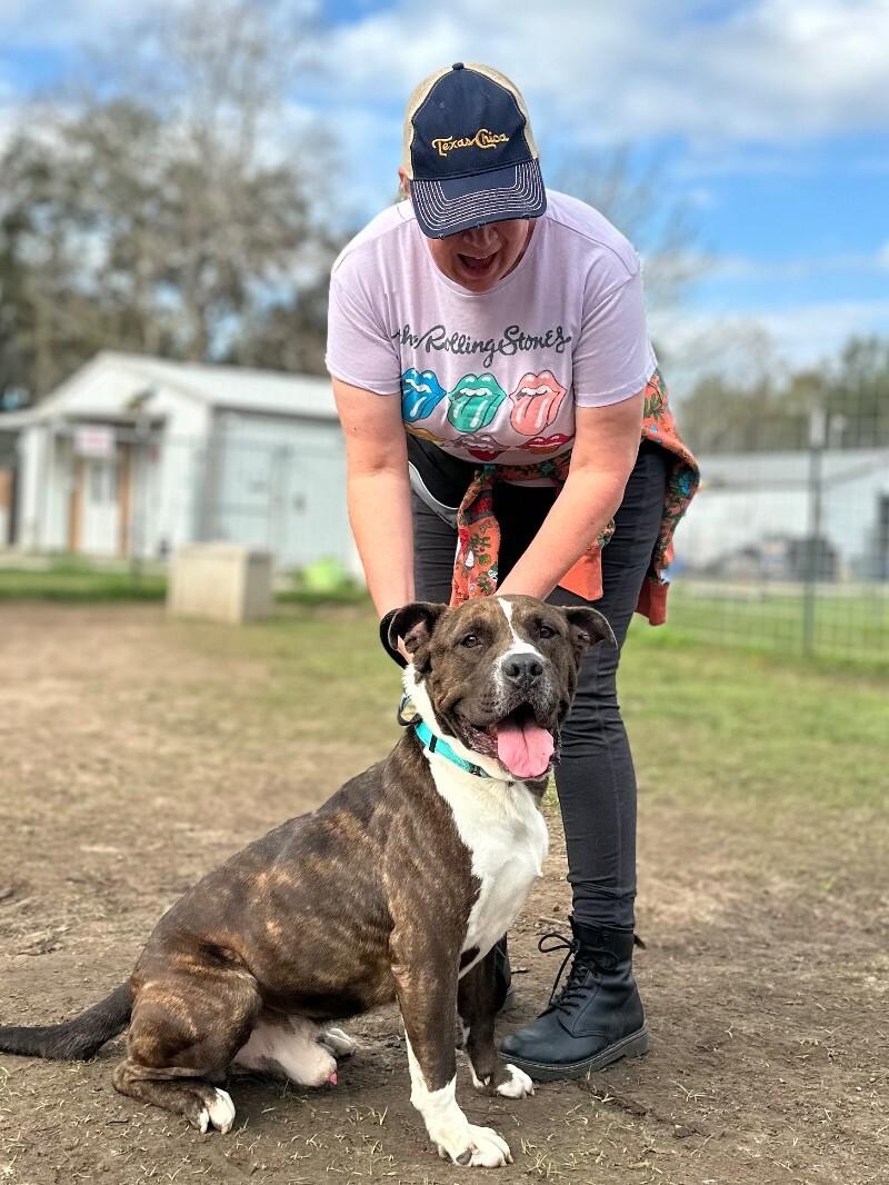 Dog for adoption - Lucky in love ready for a hug, a Pit Bull Terrier ...