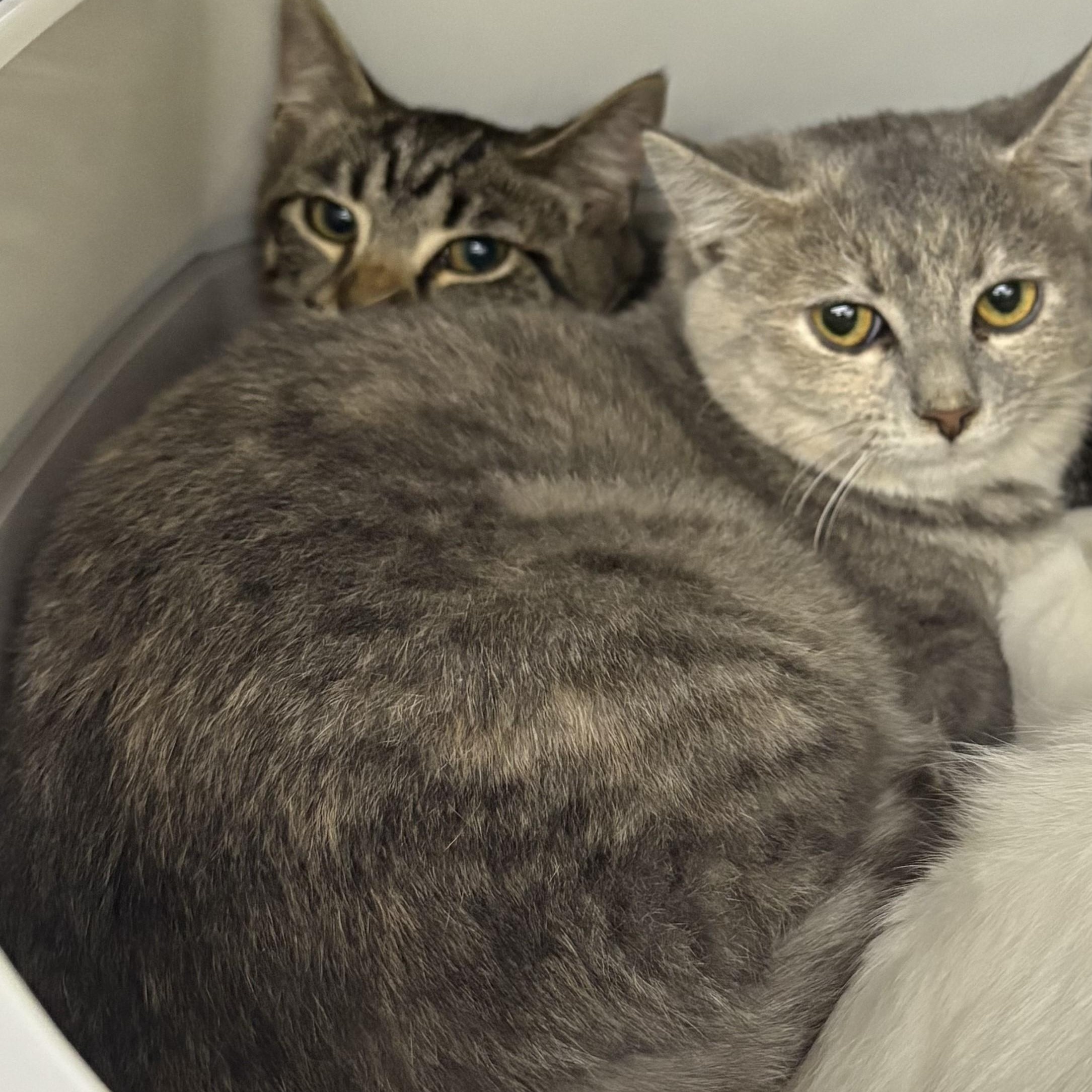 Cat for adoption - Hexagon, a Domestic Short Hair in Allison Park, PA ...