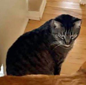 Adopt Tiger in Salem | Domestic Short Hair cat | Buddy