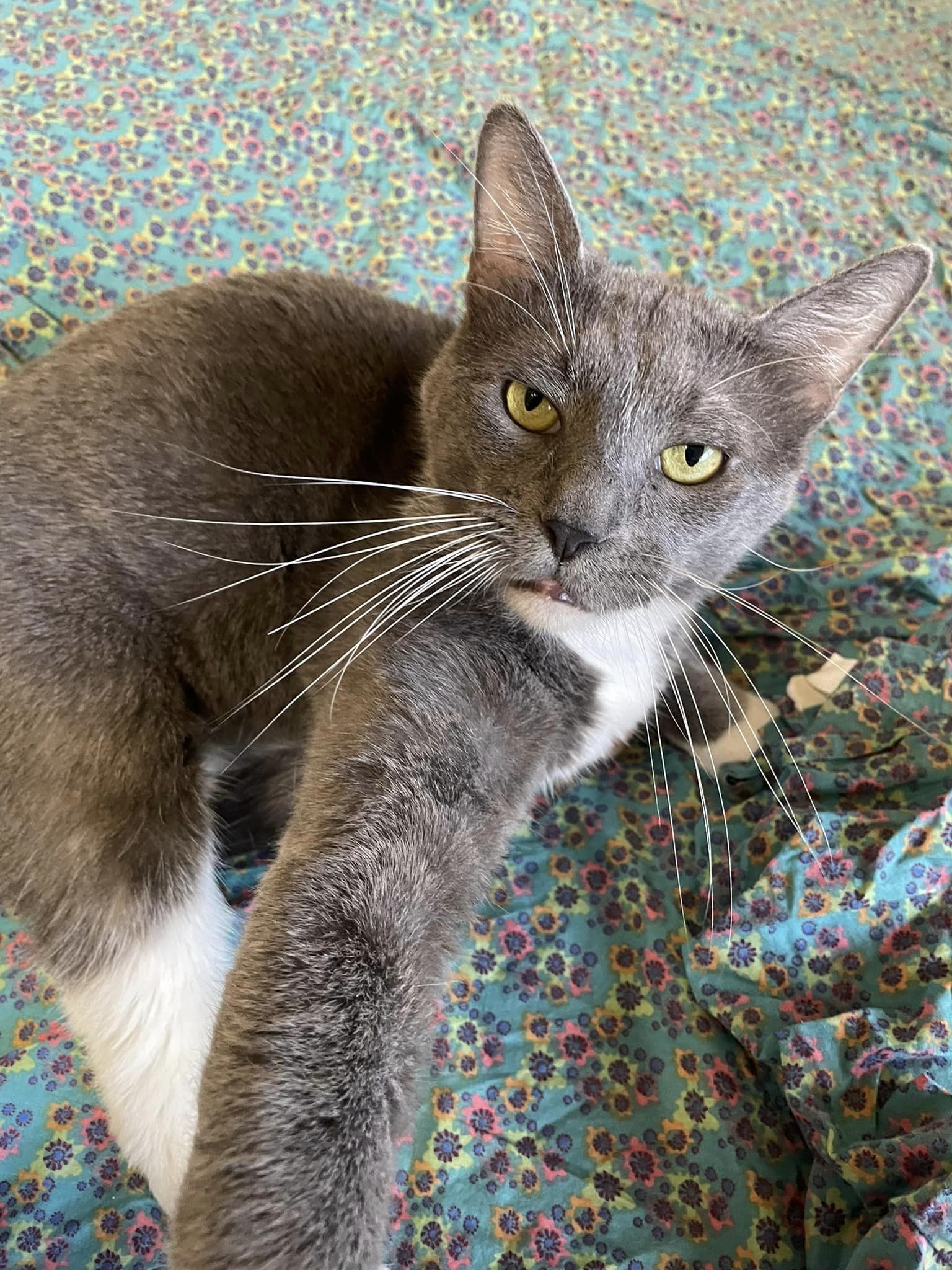 Cat for adoption - Nevermore, a Domestic Short Hair in Boise, ID ...