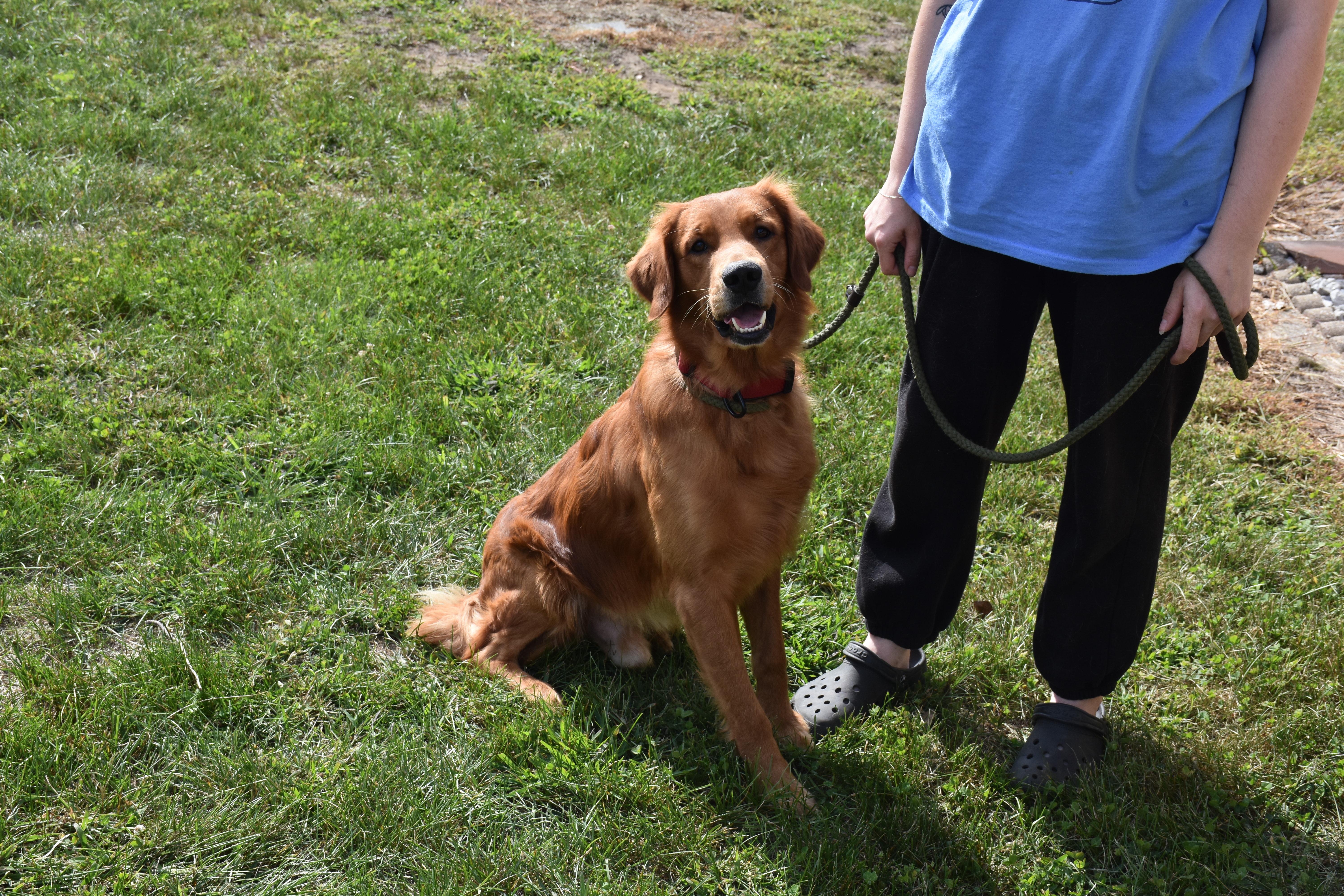 Dog for adoption - Shadow, a Golden Retriever in North Judson, IN ...