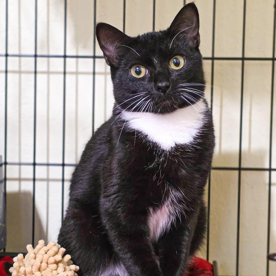 Cat for adoption - Honor, Victory, Justice- Kittens, a Domestic Short ...