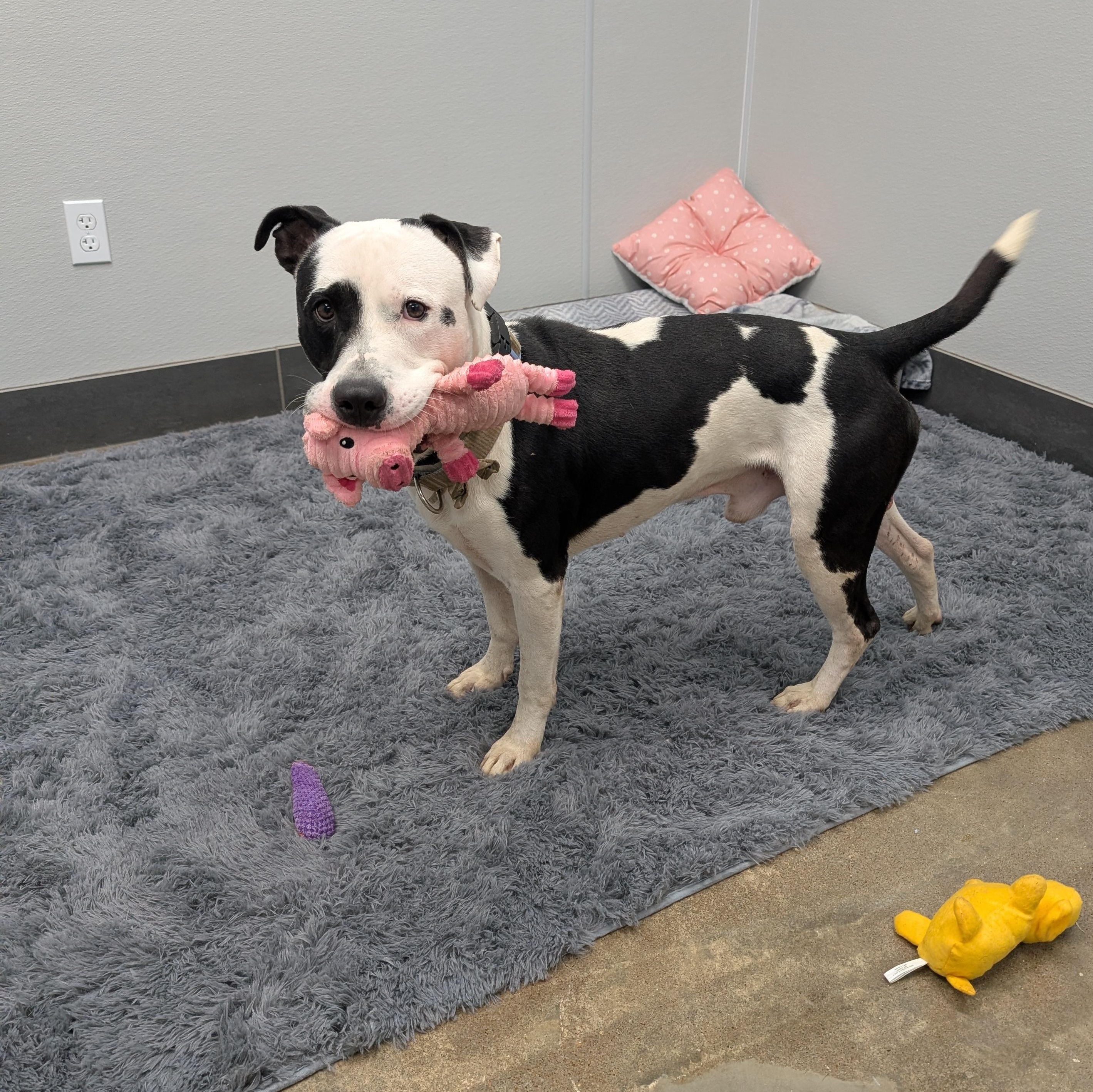 Dog for adoption - Que, an American Staffordshire Terrier & English ...