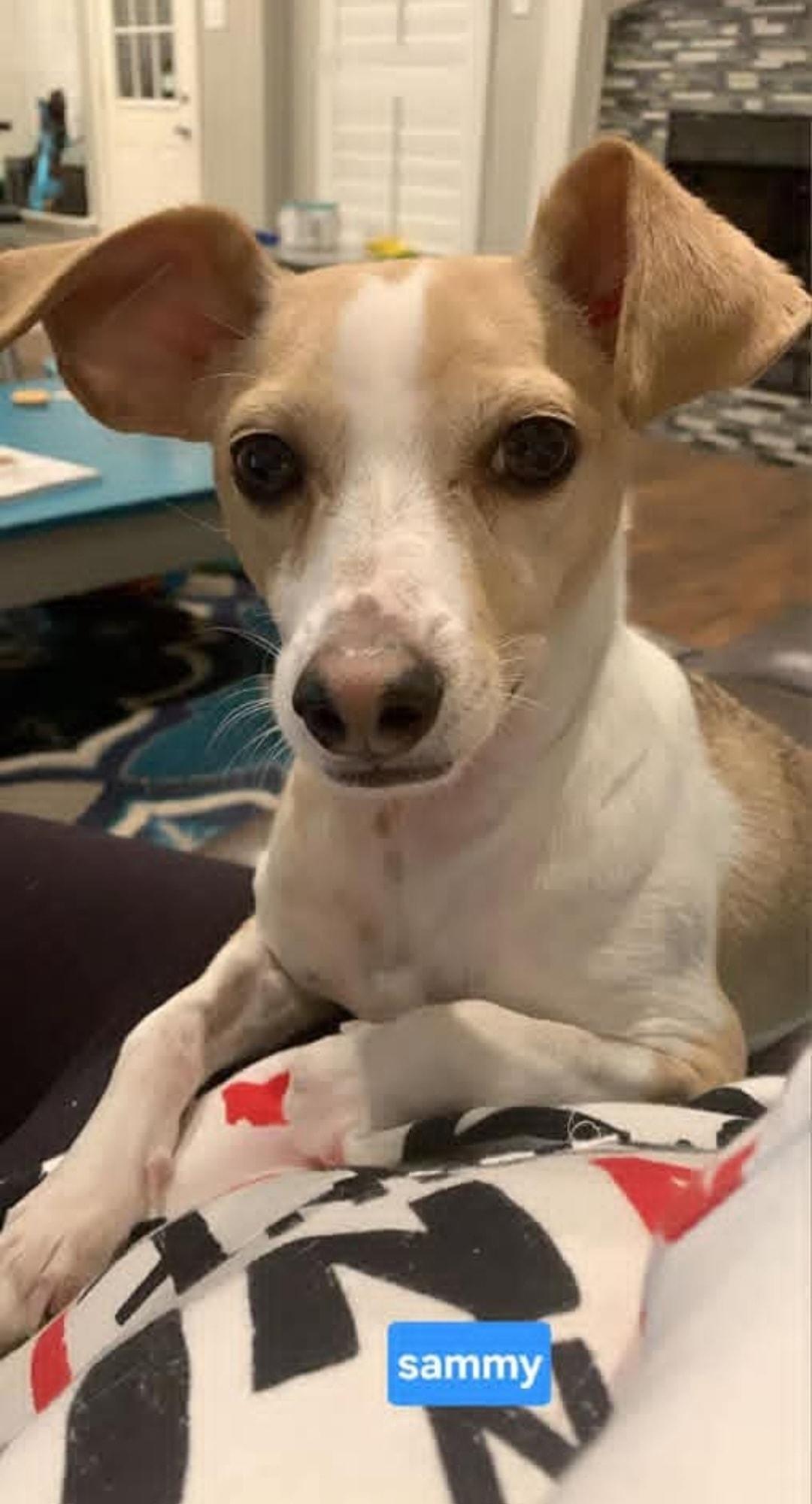 Dog for adoption - Sammy, a Jack Russell Terrier Mix in Olympia, WA | Petfinder