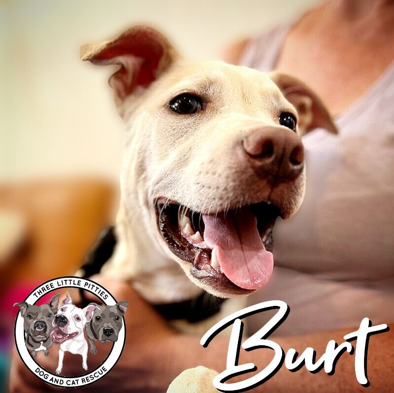Dog for adoption - Burt Grace, a Labrador Retriever & Pit Bull Terrier ...