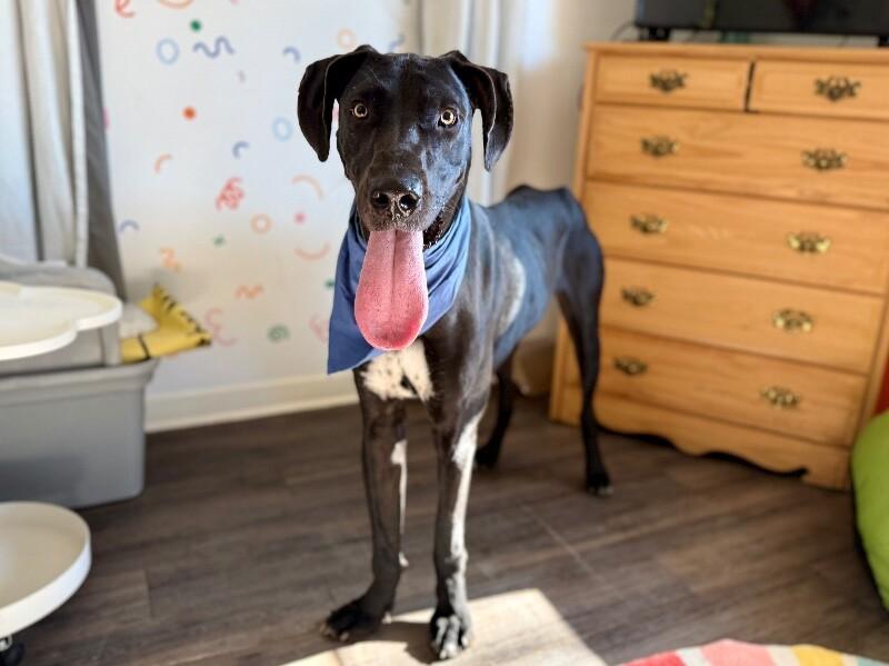 Dog for adoption - Baloo Big Hearted Goofy Boy, a Great Dane & Black ...