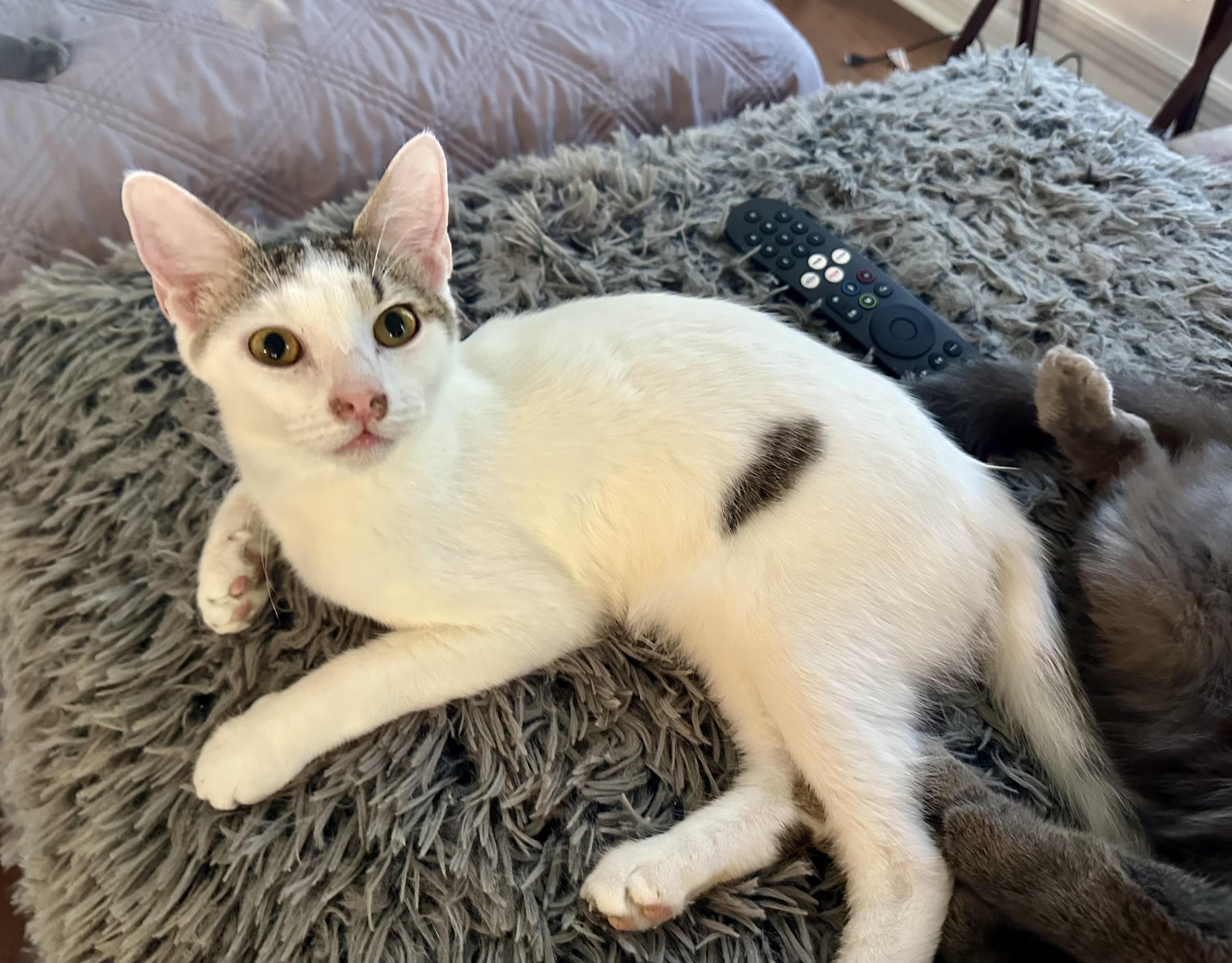 Cat for adoption - Swanee, a Domestic Short Hair in New Port Richey, FL ...