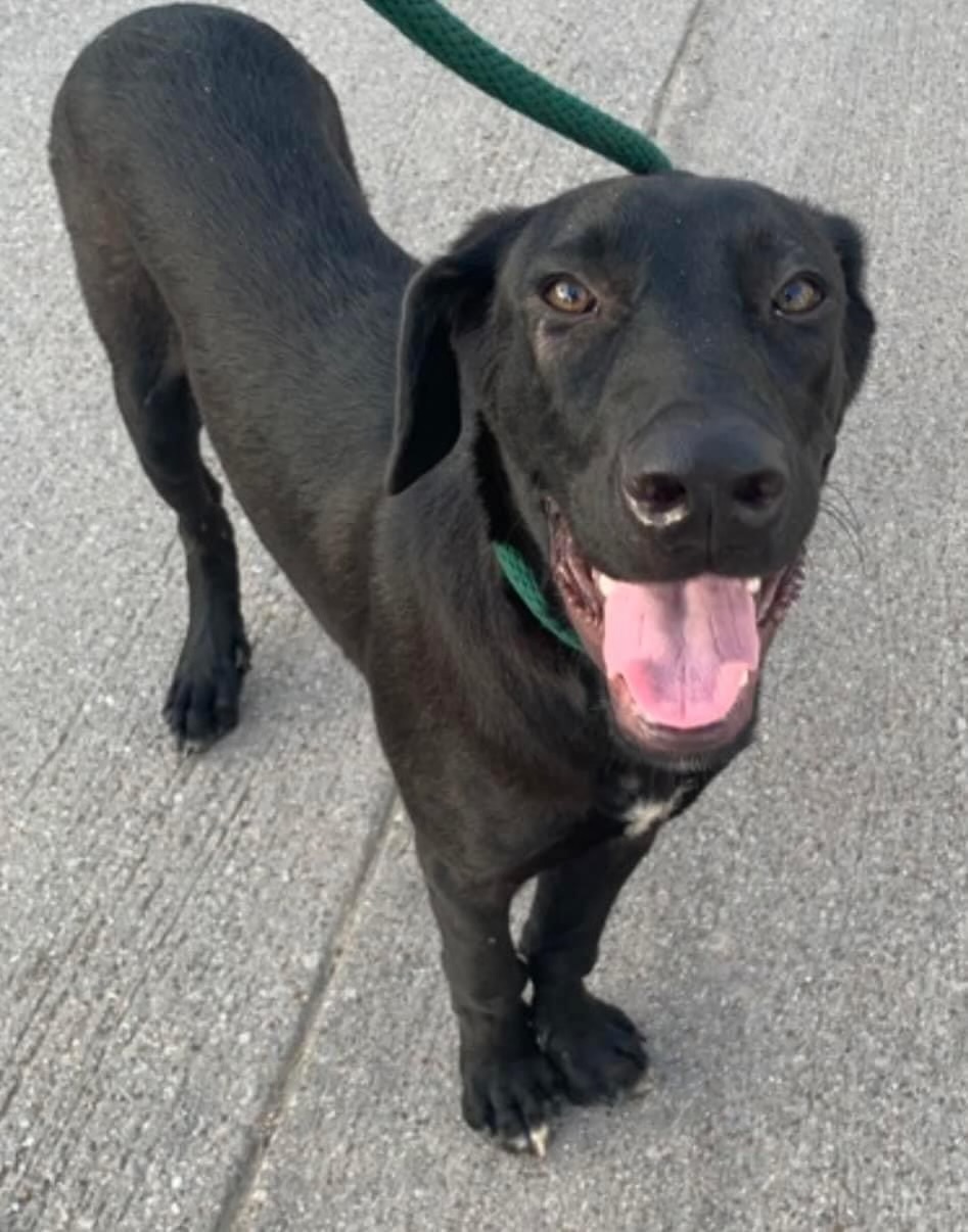 Dog for adoption - Finn, a Black Labrador Retriever in Frisco, TX ...