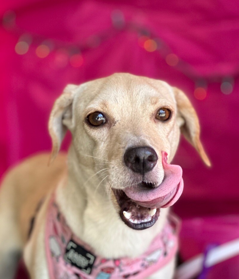 Dog for adoption - Macadamia, a Corgi & Beagle Mix in Reno, NV | Petfinder