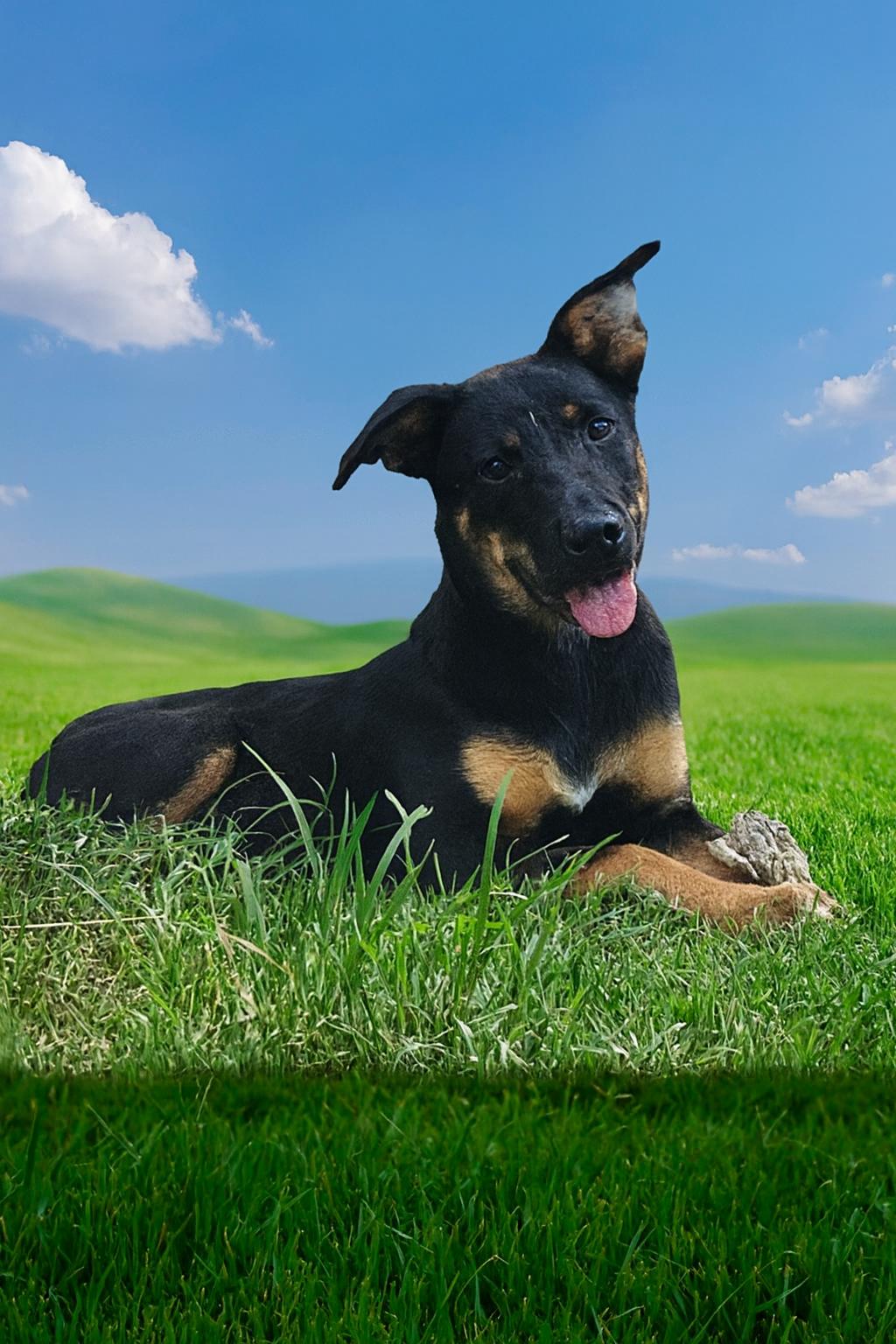 Dog for adoption - Eleanor, a German Shepherd Dog in Kutztown, PA ...