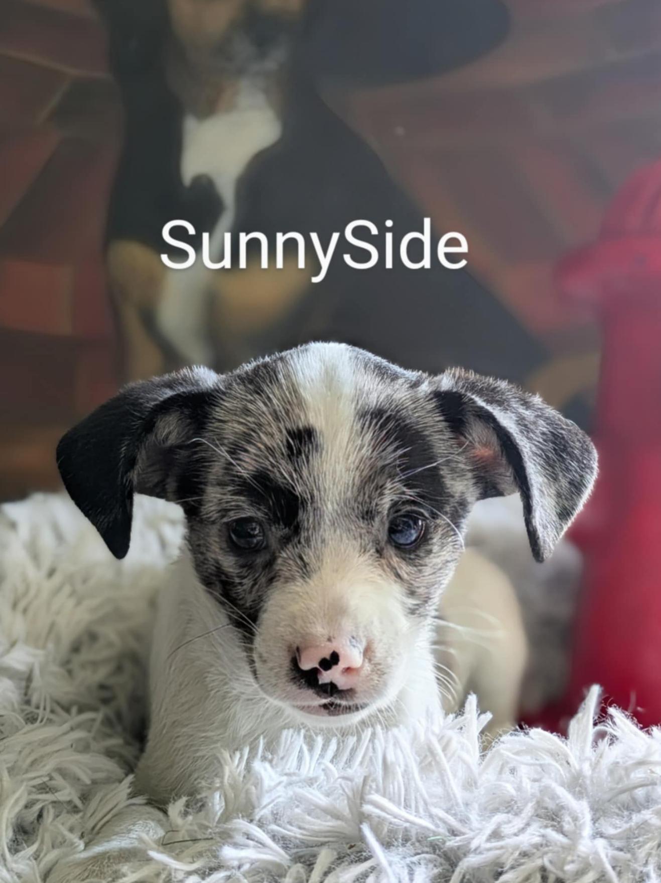 Dog for adoption - Sunnyside, a Chihuahua Mix in San Jose, CA | Petfinder