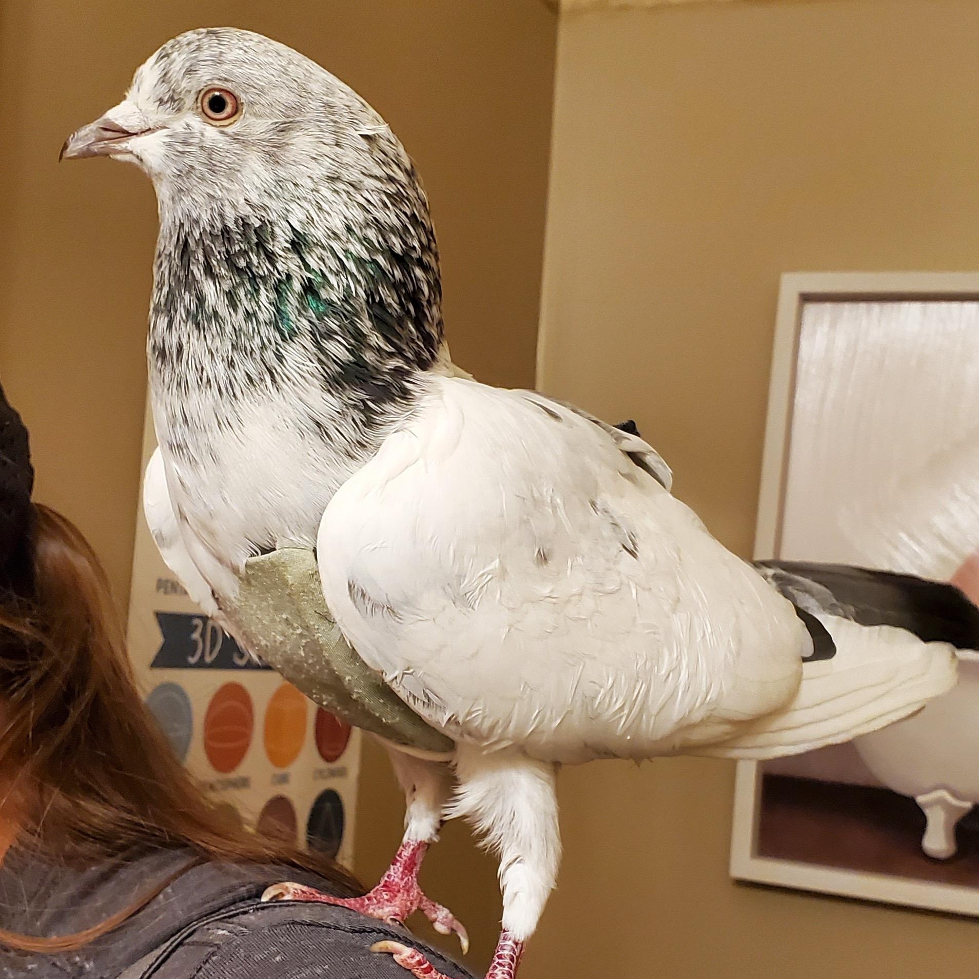 Dove for adoption - Tundra, a Pigeon in Chicago, IL | Petfinder
