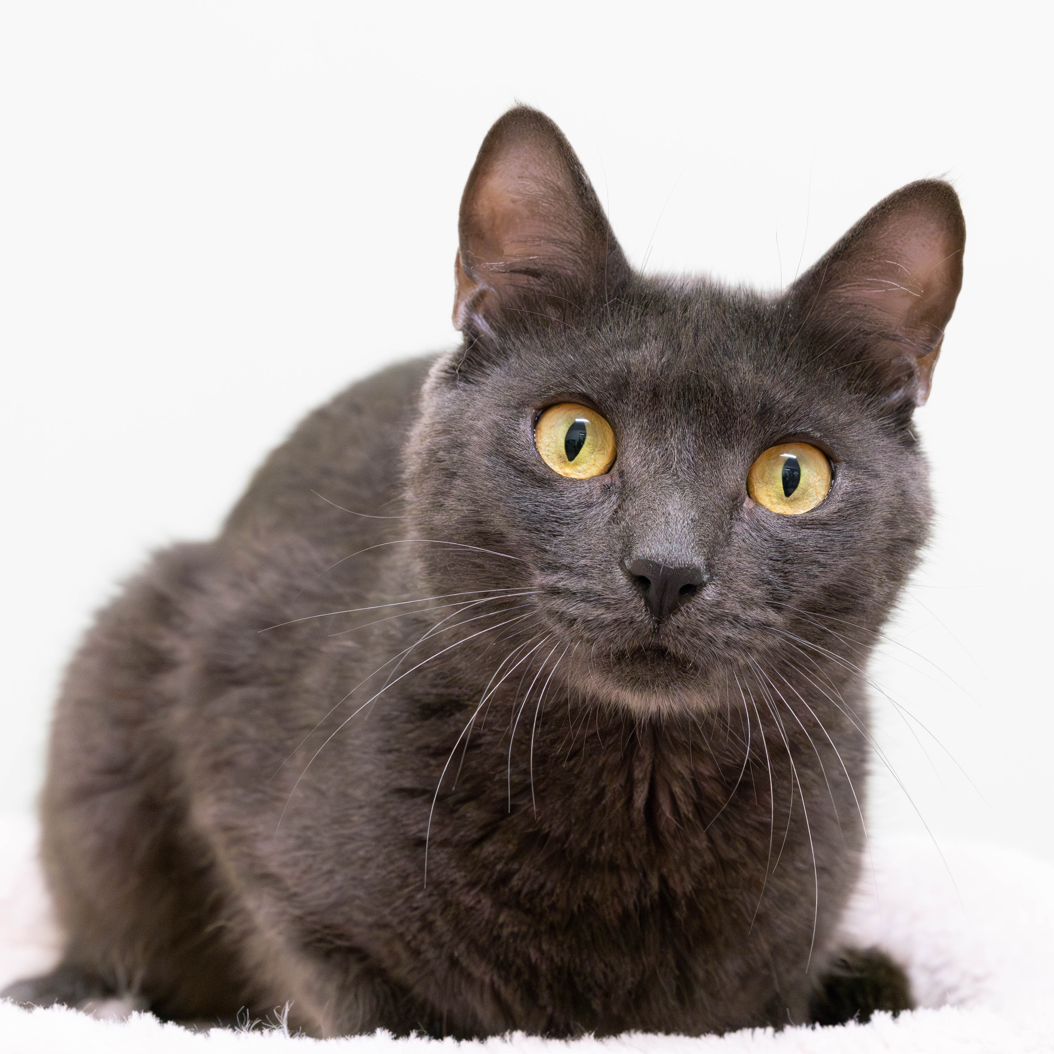 Cat for adoption - Toasted Coconut Crunch, a Domestic Short Hair in ...
