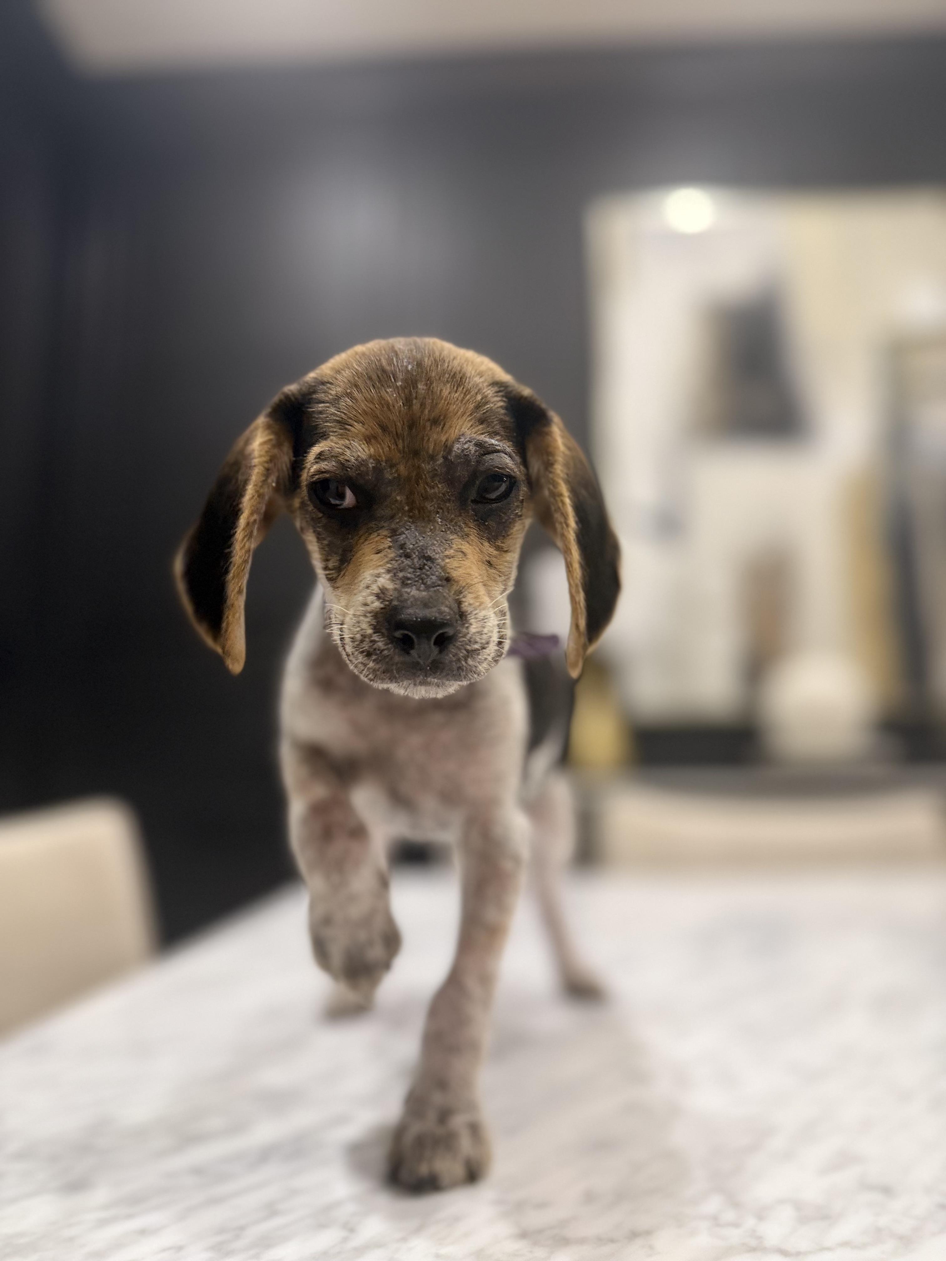 Dog for adoption - Andy Girl, a Beagle in Mount Juliet, TN | Petfinder