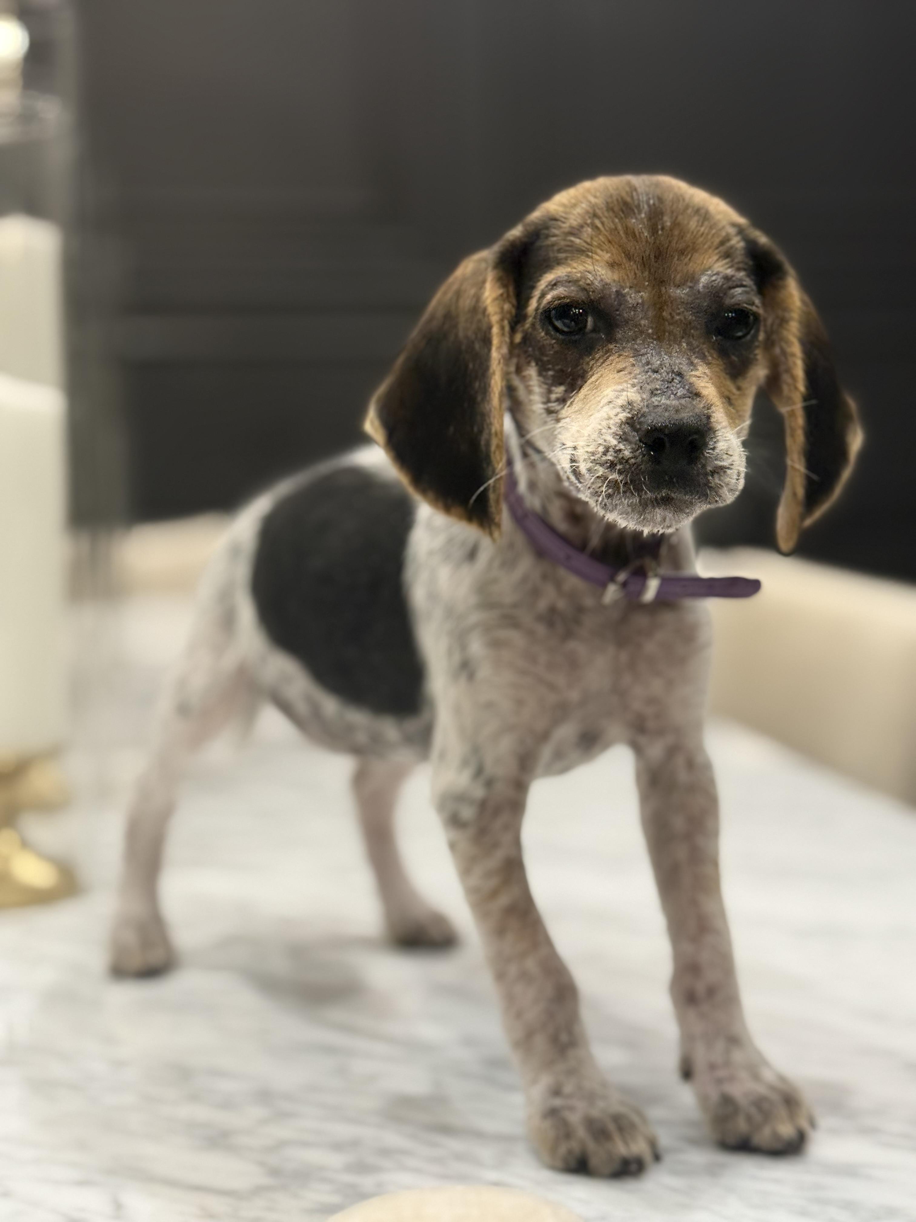 Dog for adoption - Andy Girl, a Beagle in Mount Juliet, TN | Petfinder